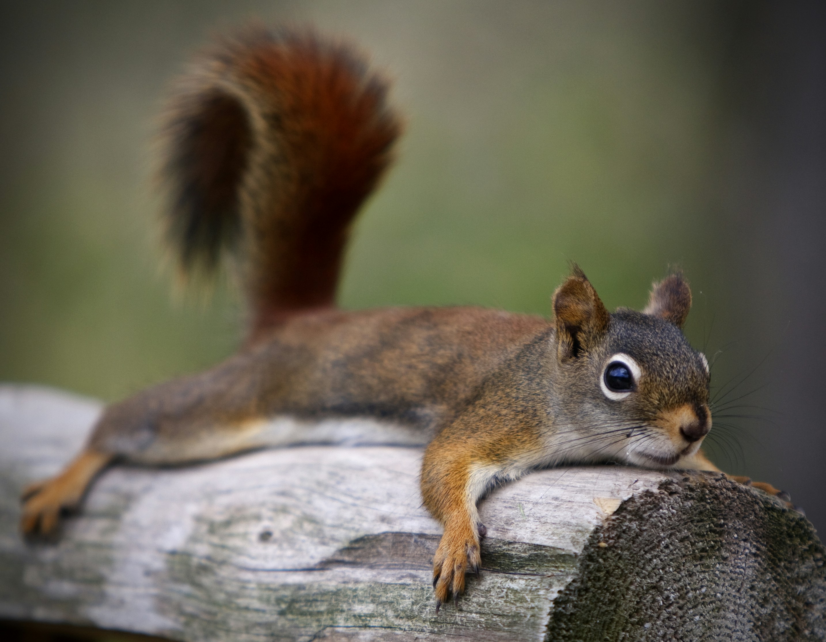 A squirrel lounging on a weathered log, gazing curiously into the distance. The soft background enhances the focus on the furry creature.