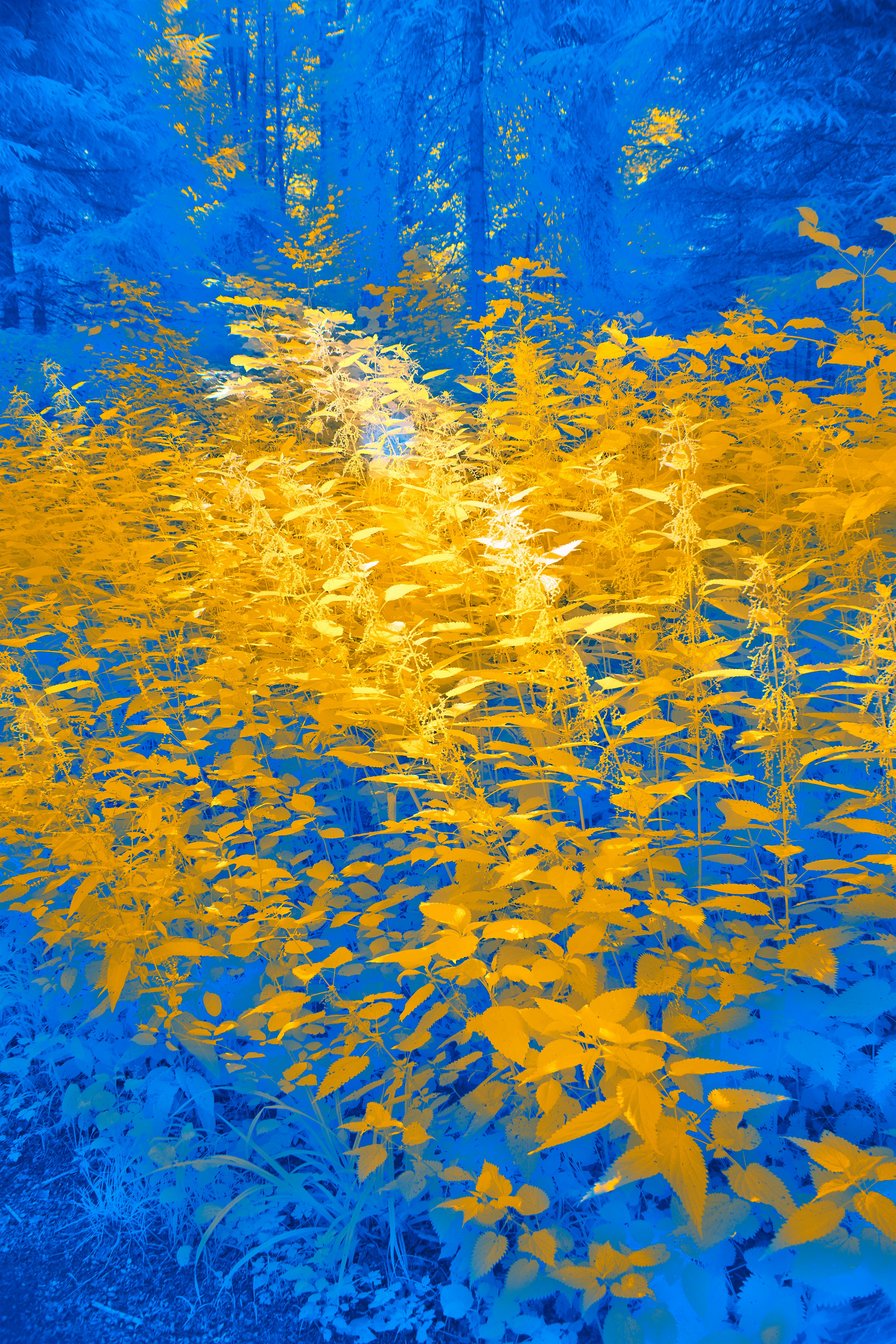 a body of water with trees around it
