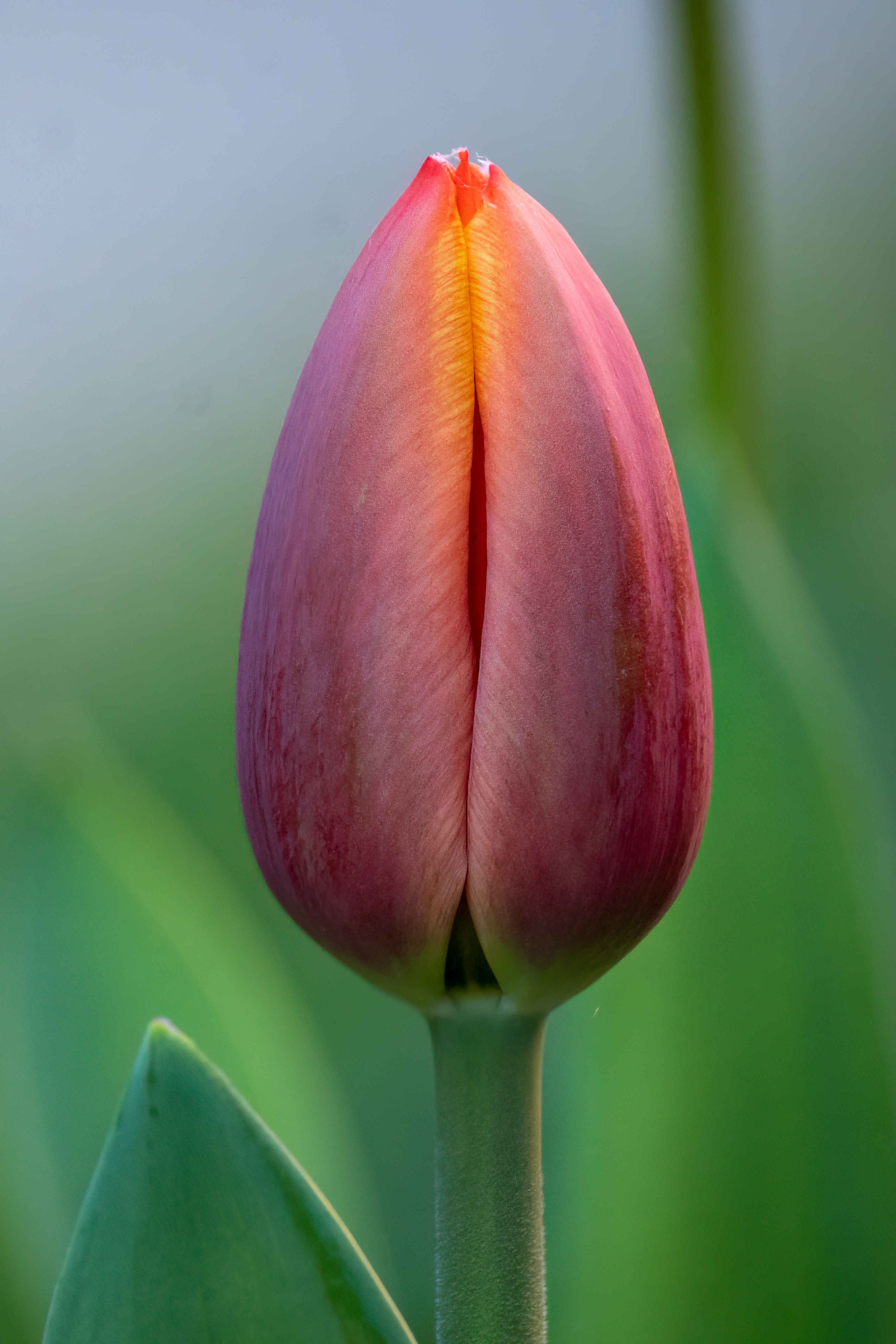 Tulip