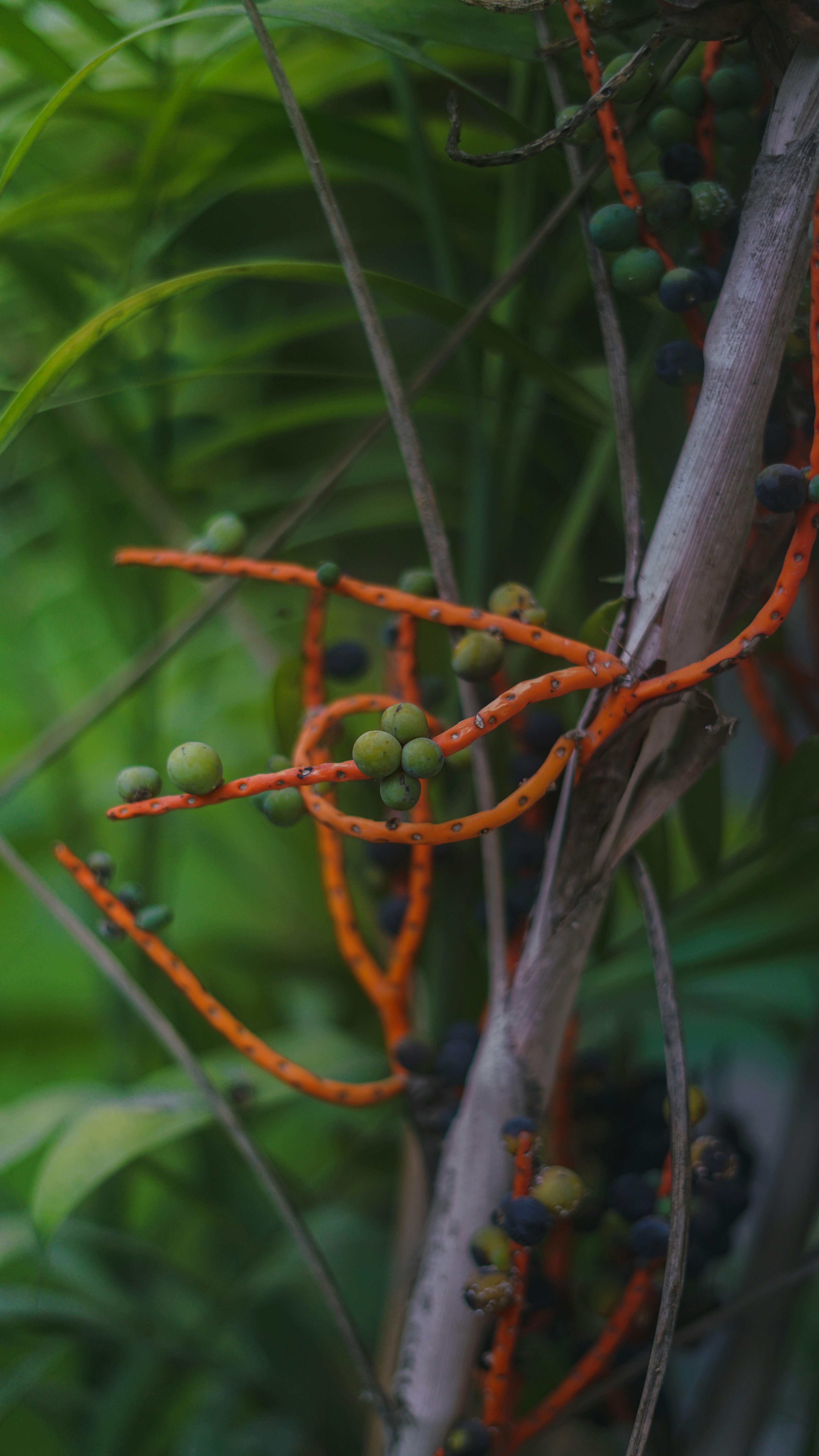 A close-up of a plant photo – Free Plant Image on Unsplash