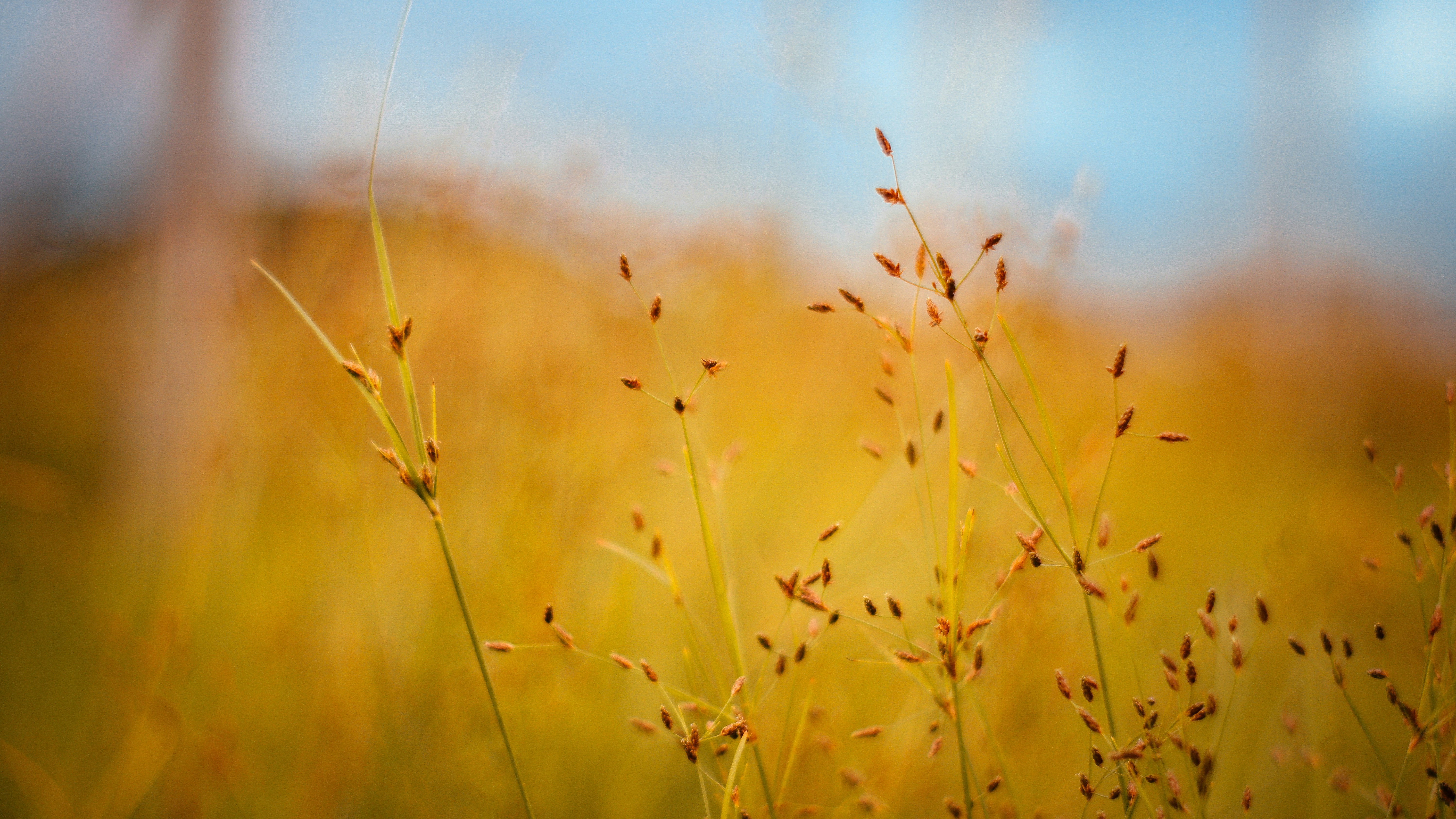 Grass Field