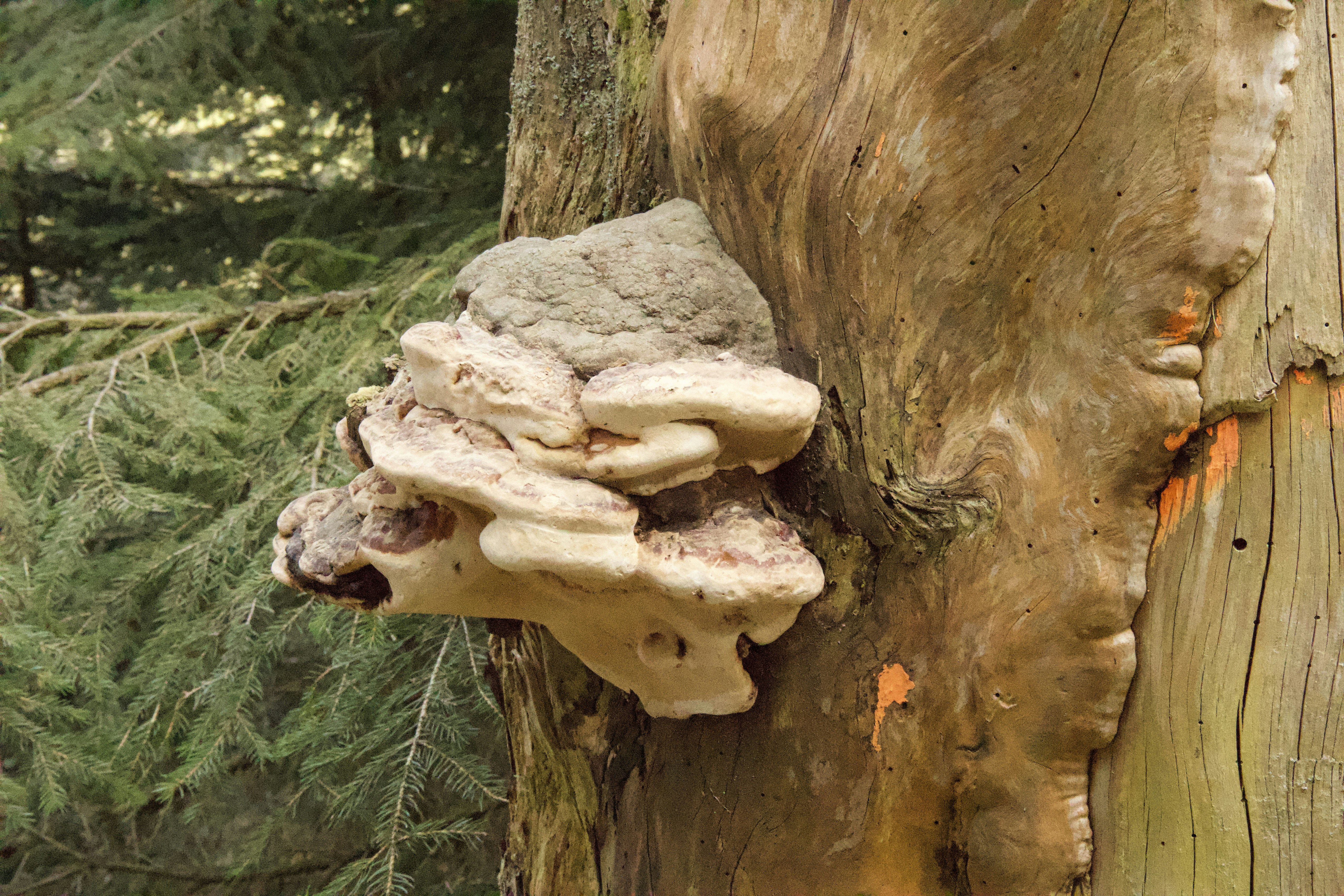 Weathered Trunk with Bracket Fungus: a Quiet Forest Portrait
