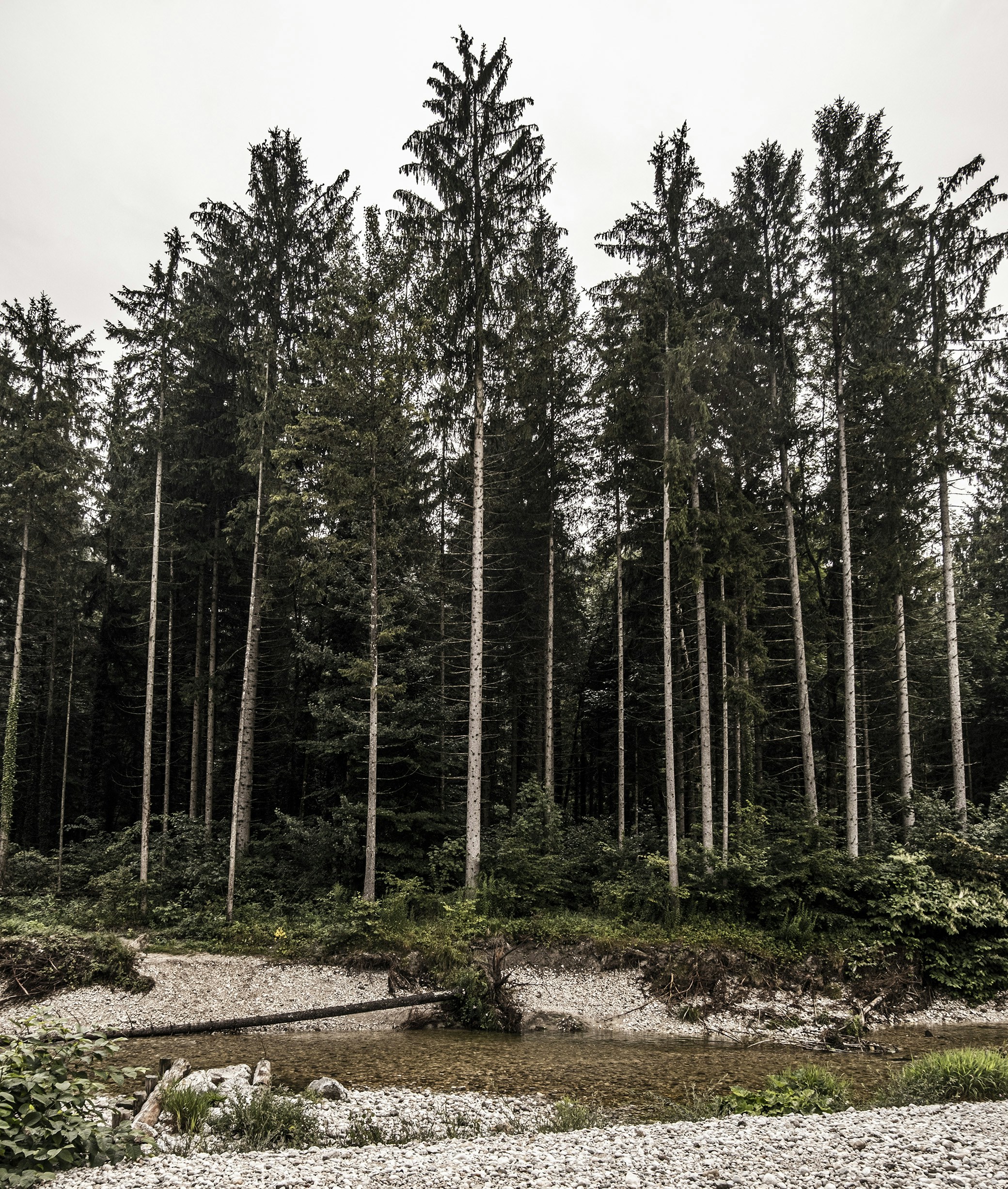 Pine Sentinels Over a Pebble Creek