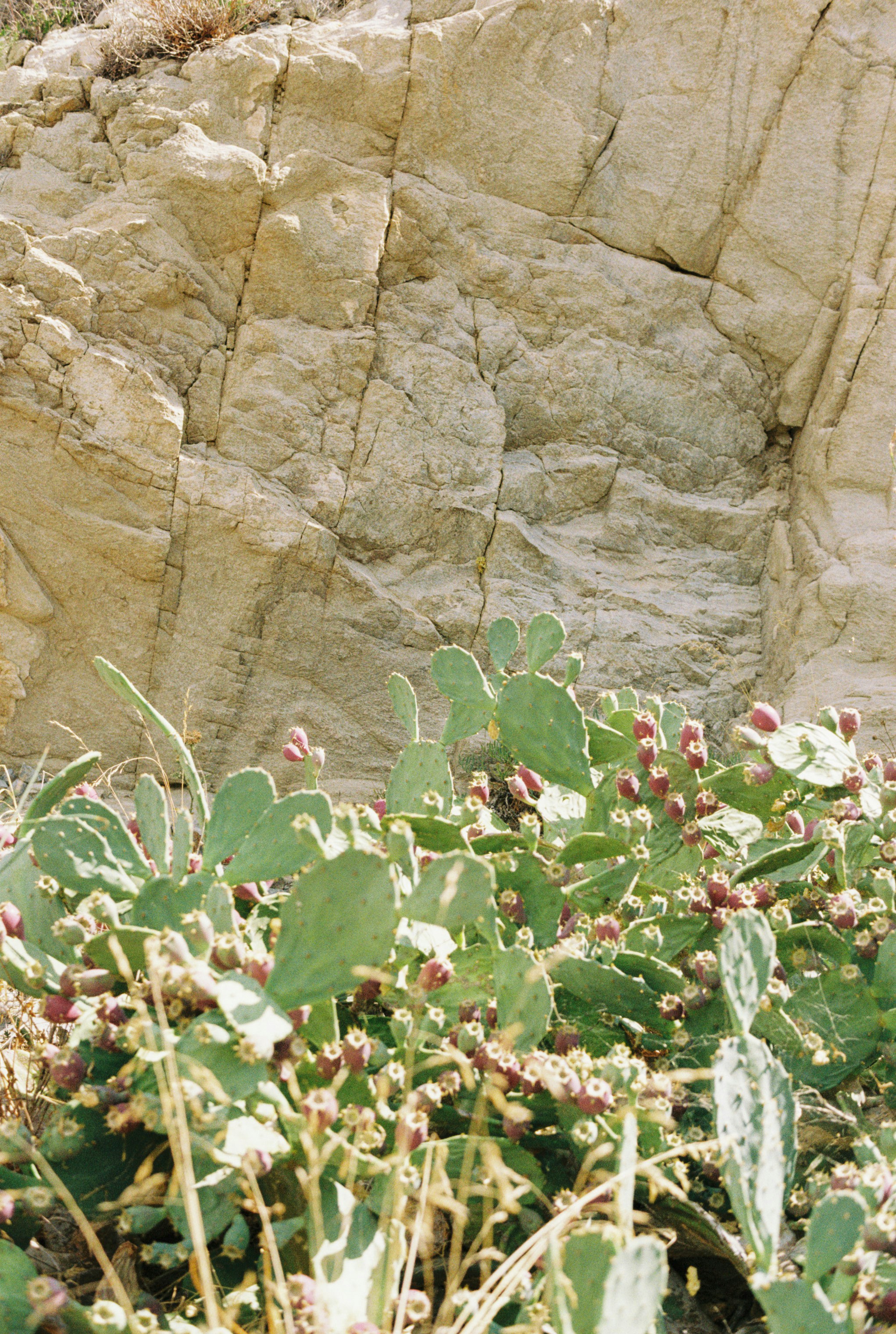 a close-up of some plants