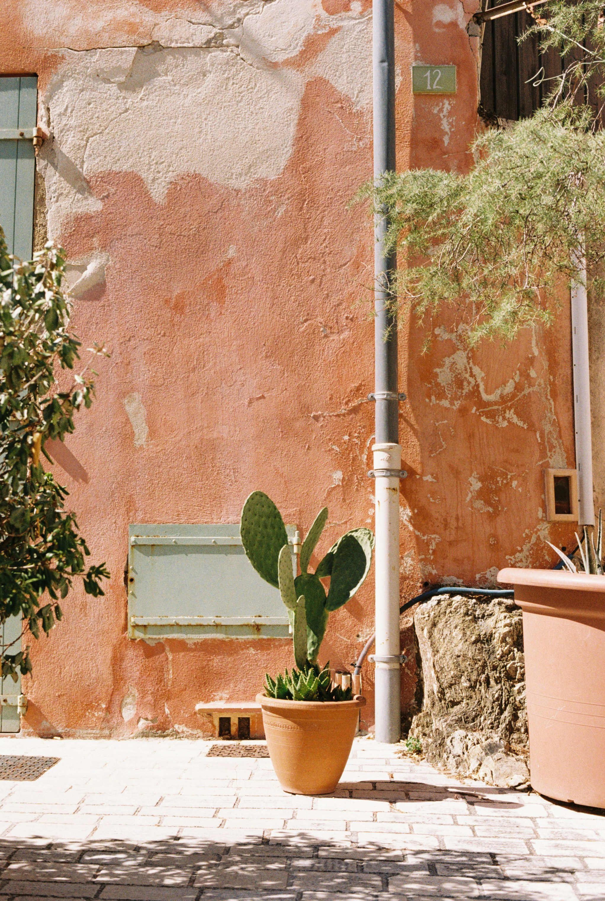 Prickly Pear in Sunlit Courtyard: a terracotta vignette against weathered peach stucco