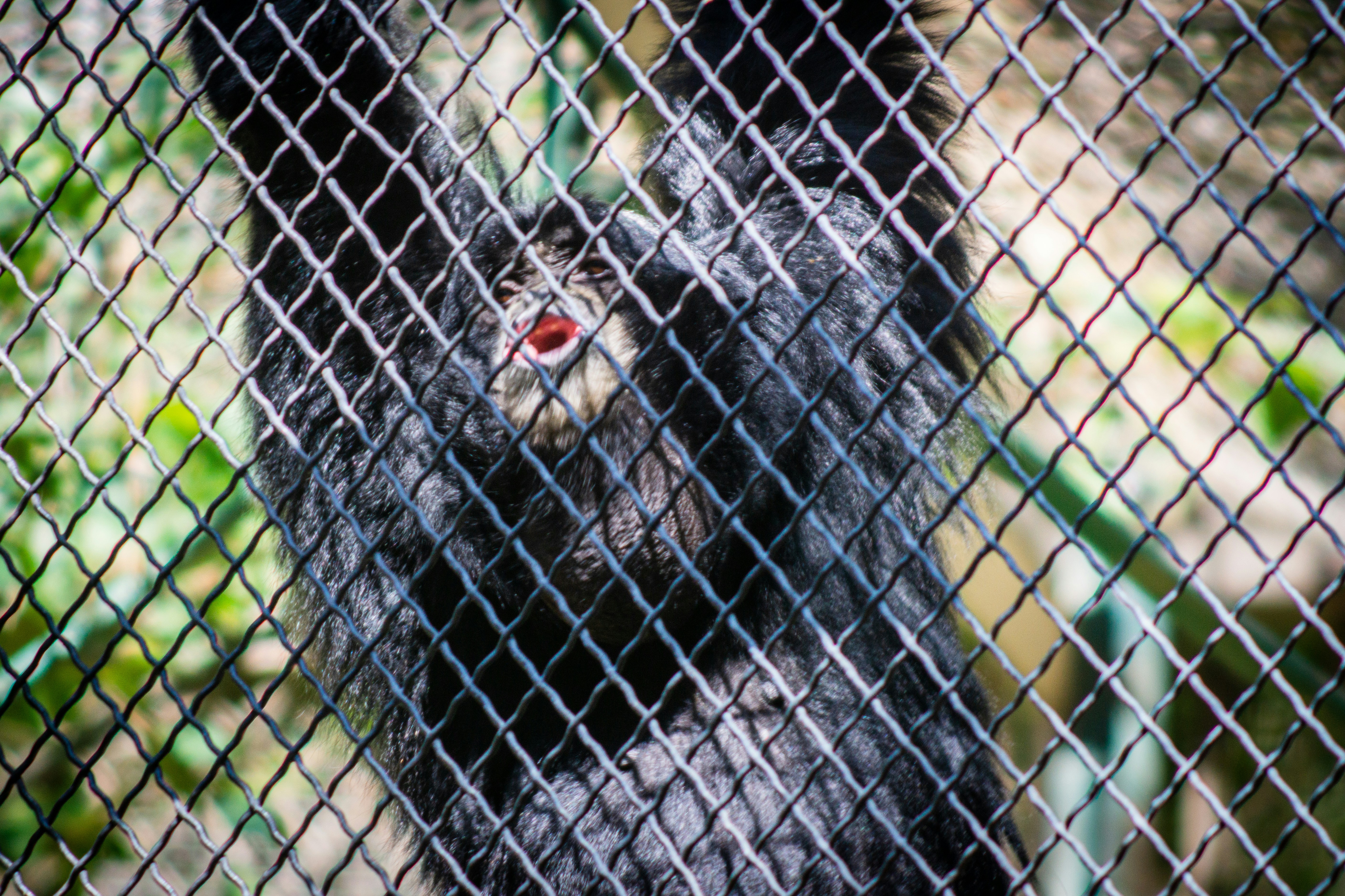 A monkey behind a chain link fence photo – Free Monkey zoo Image on ...