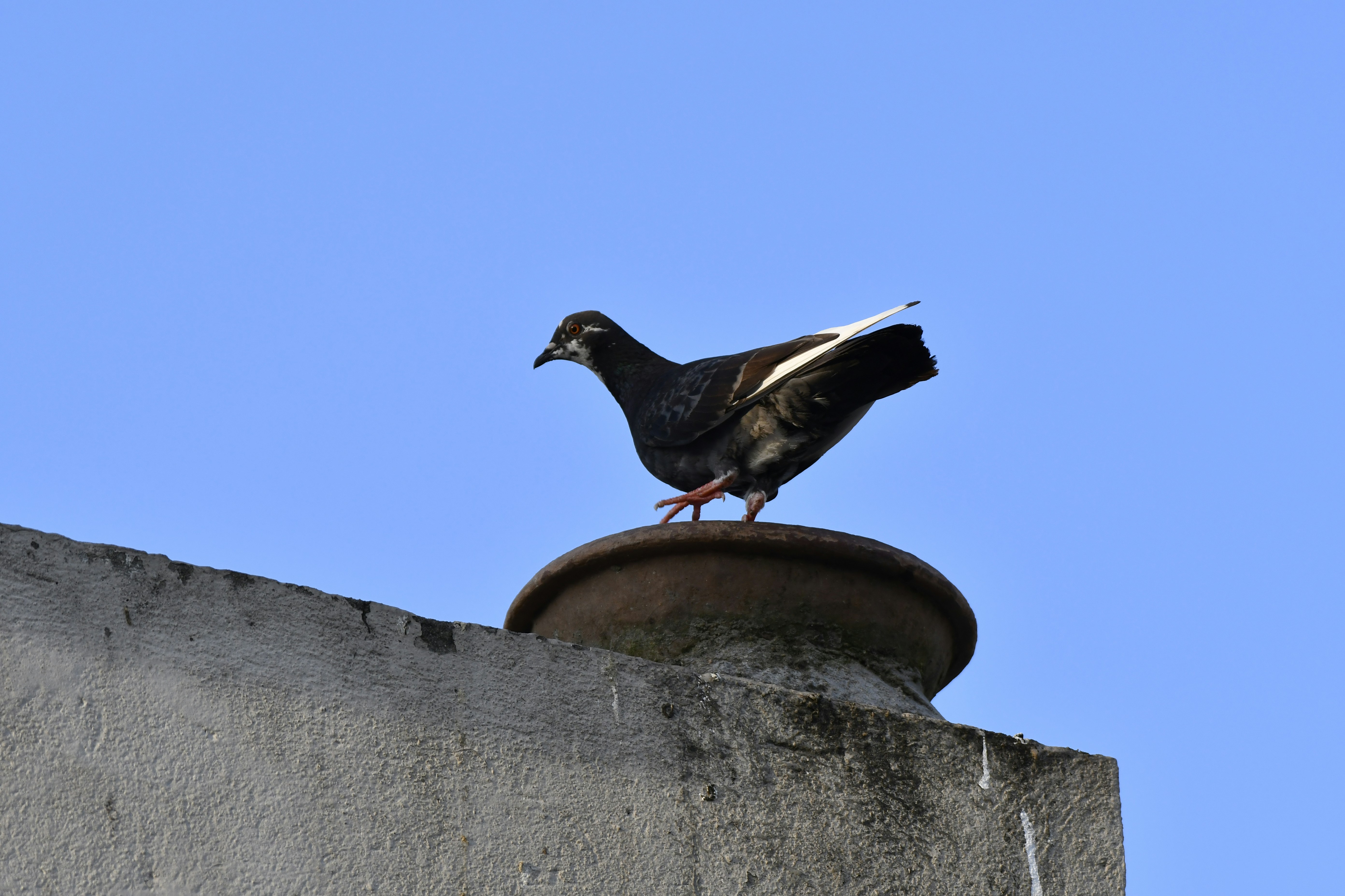 Pigeon Perched on a Circular Vent Cap Against a Clear Rooftop Sky