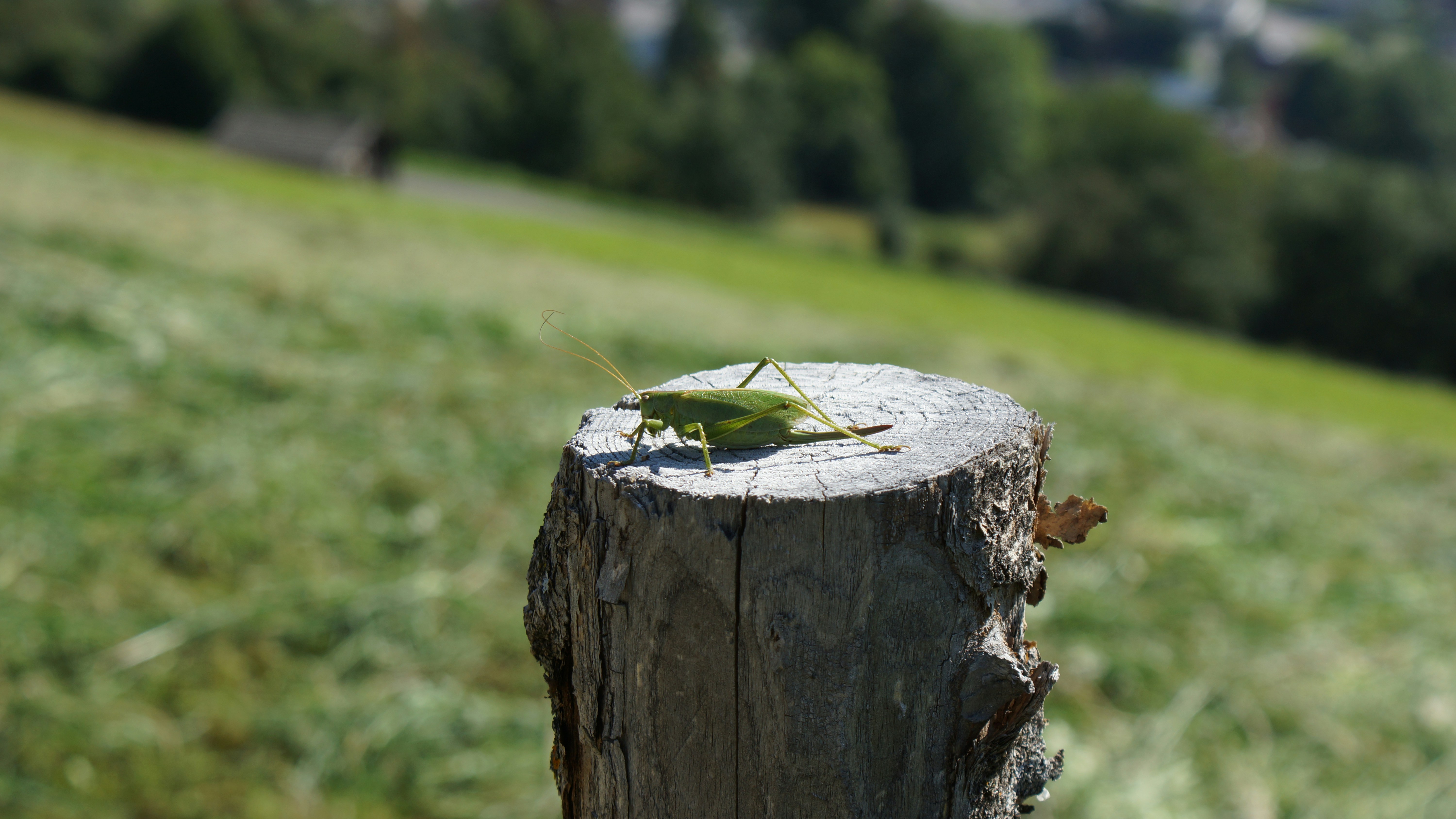 A grasshopper perched on a weathered stump, surrounded by a lush green landscape under a clear blue sky.
