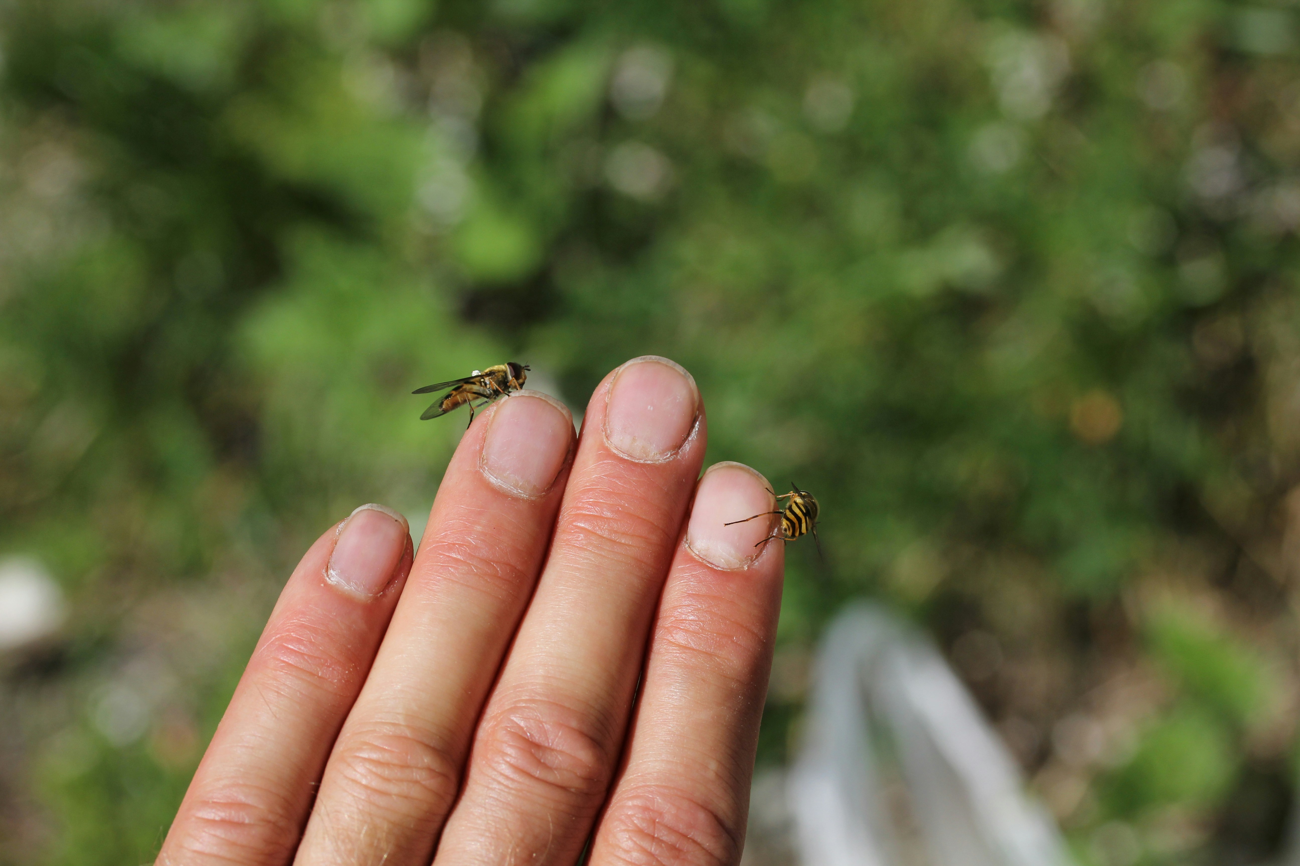 Zwei Schwebfliegen auf einer Hand