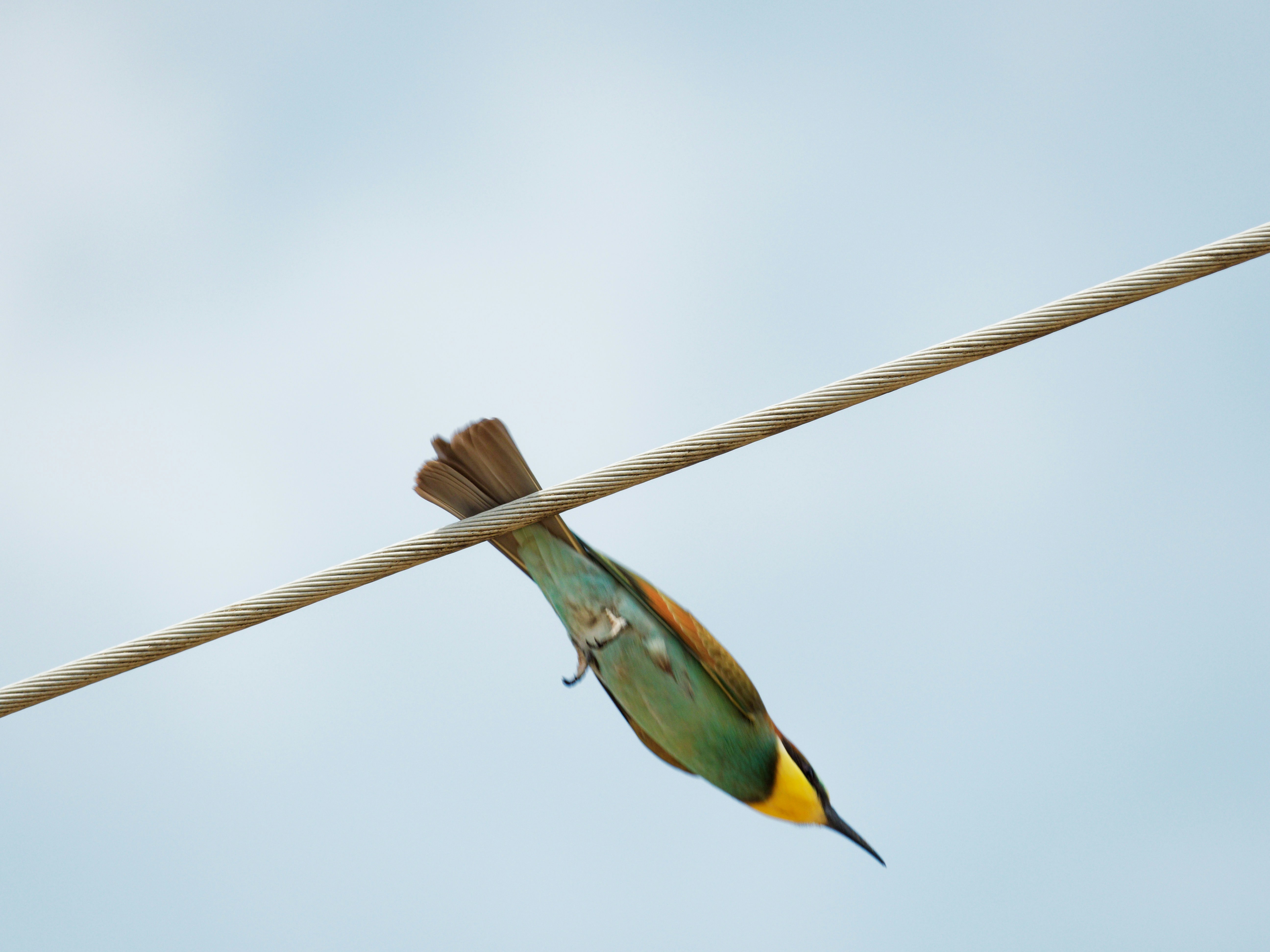 Colorful bird hanging upside down on a wire against a soft blue sky.