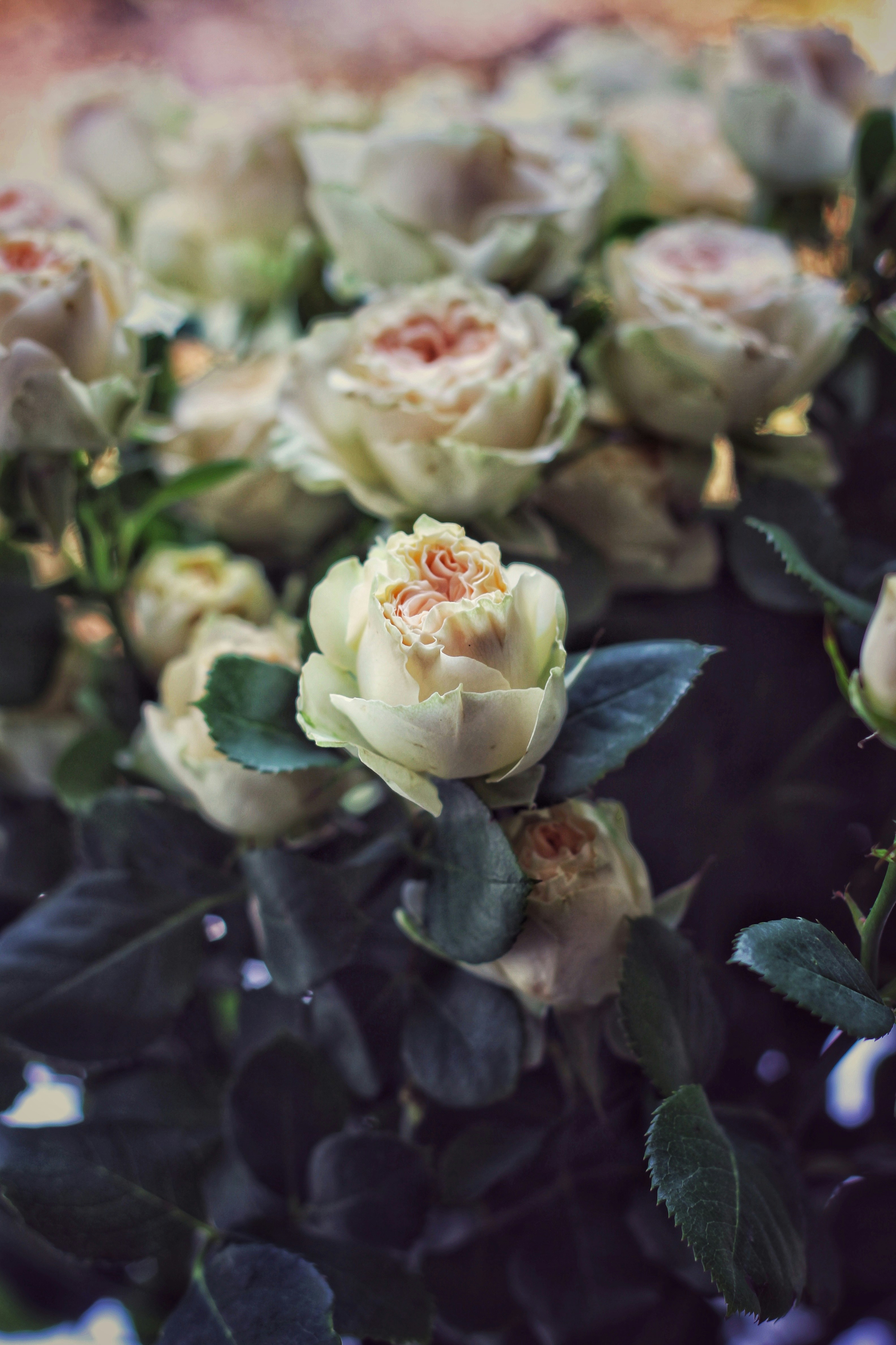 Cream Roses in Focus: a Close-Up Bouquet of Velvet Petals
