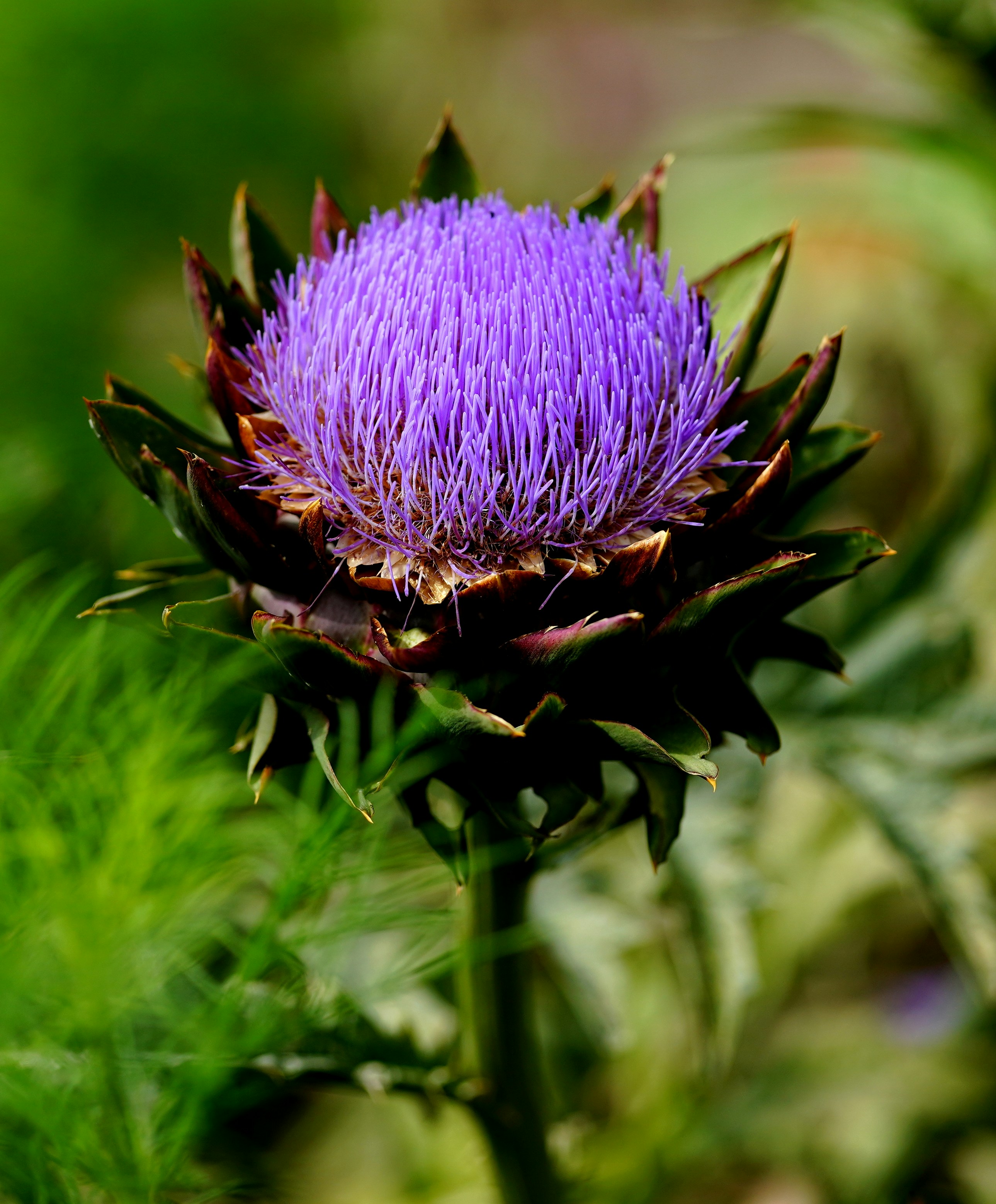 A close up of a flower photo – Free Flower Image on Unsplash