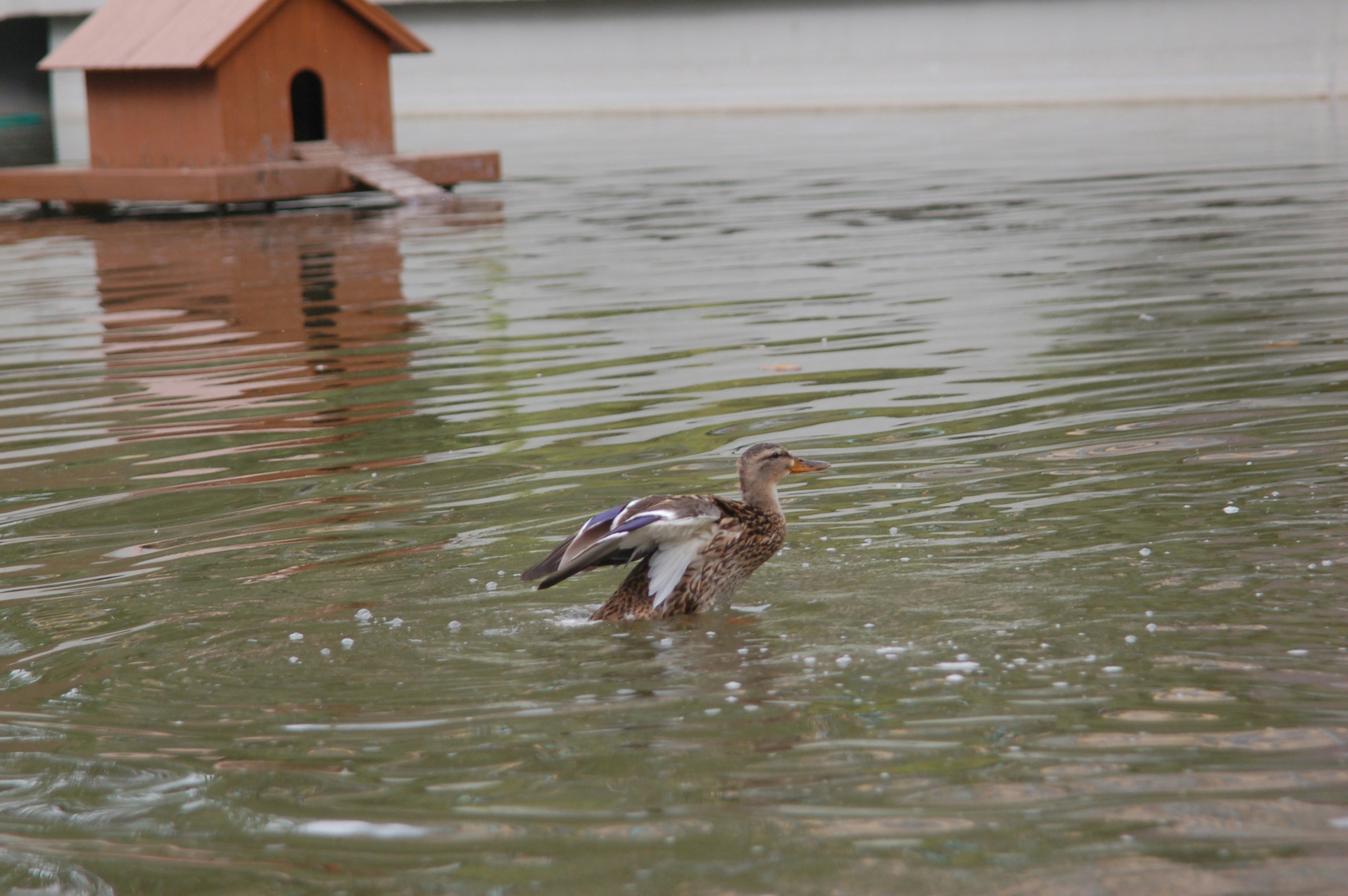 Mallard Drift at the Flooded Riverside: Ripples, Refuge, and a Wooden Duck House
