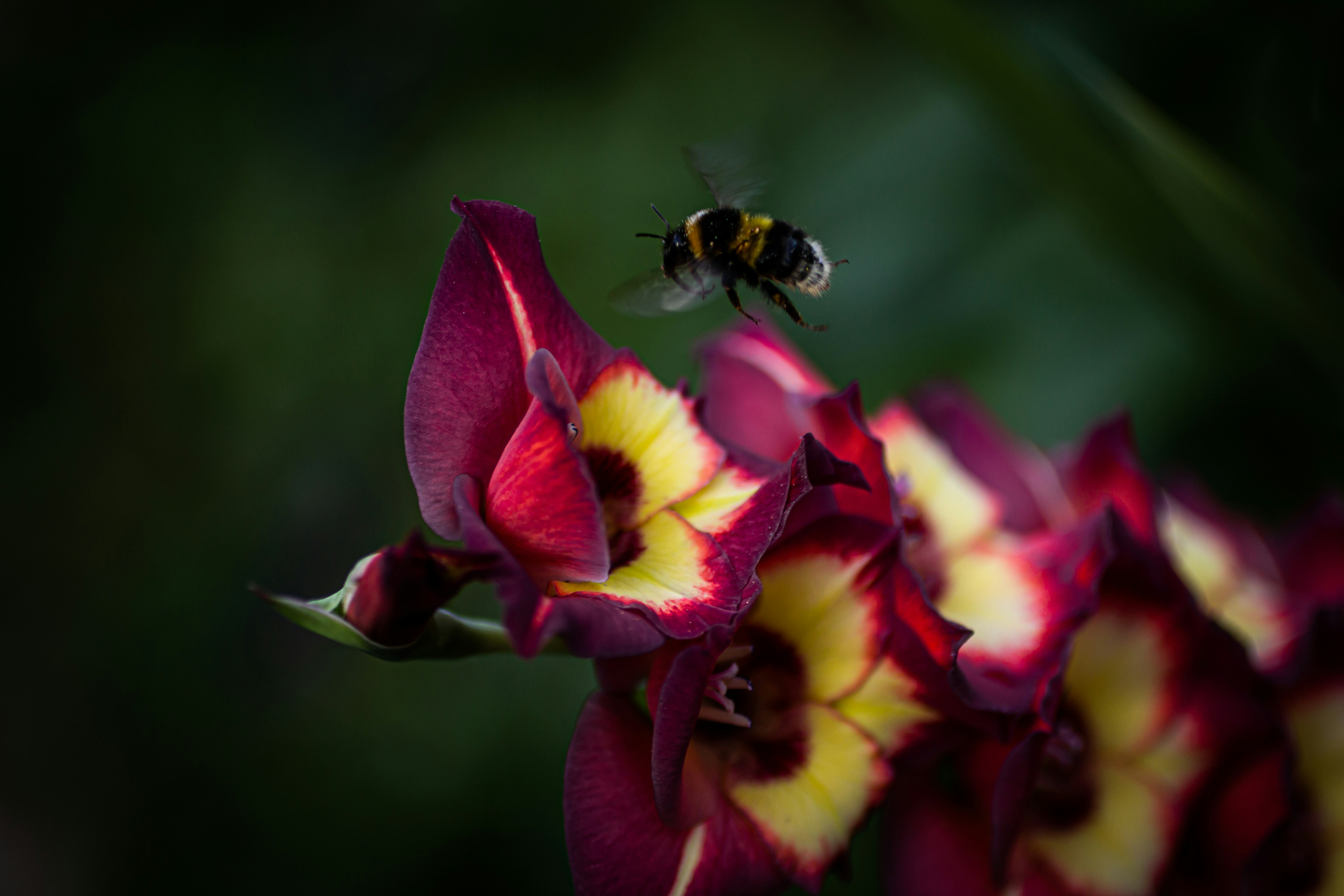 Bee Hovering Over Burgundy-Yellow Orchid: A Moment of Pollination