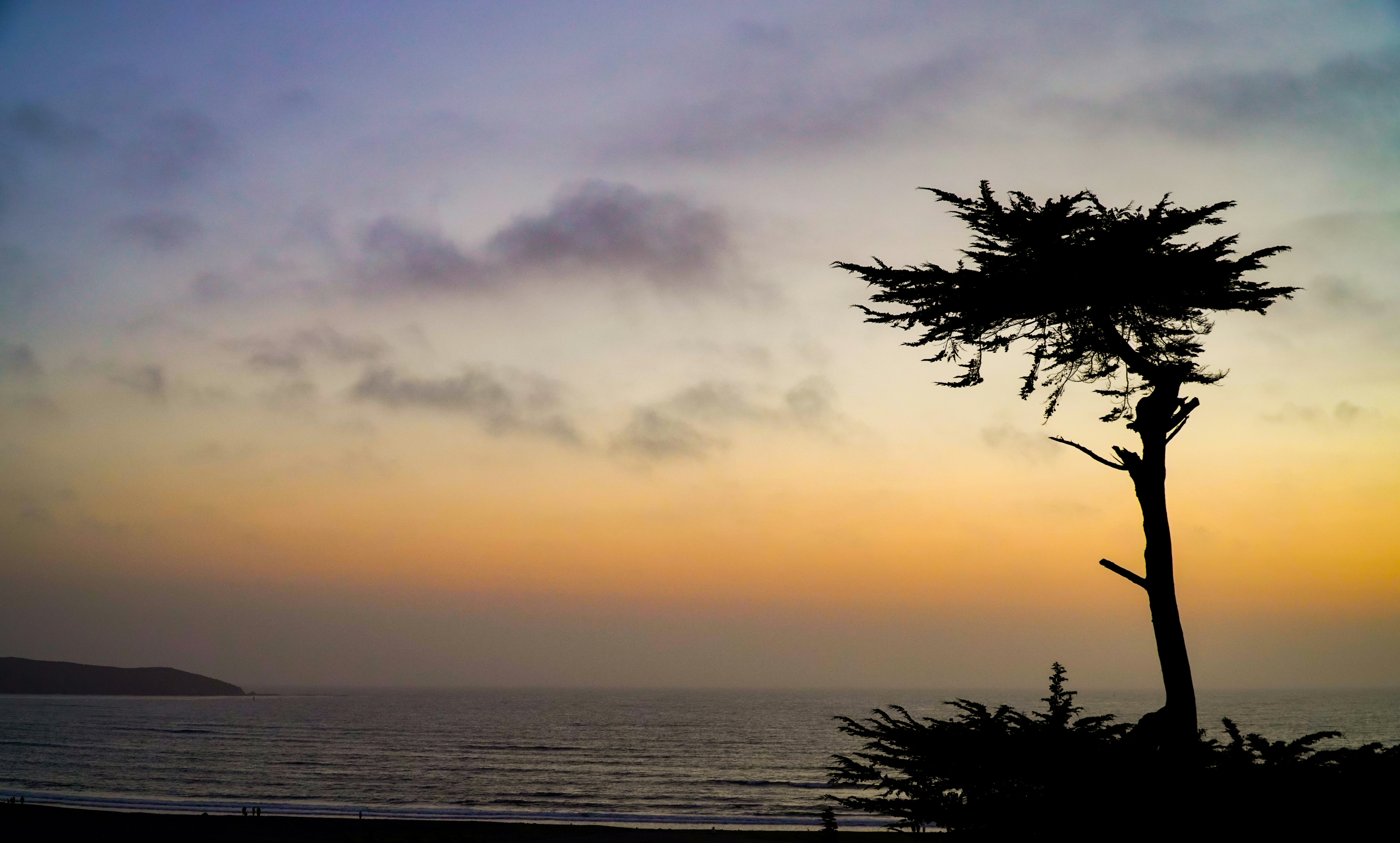 Silhouette at Sunset: A Lone Windswept Tree Framing the Sea