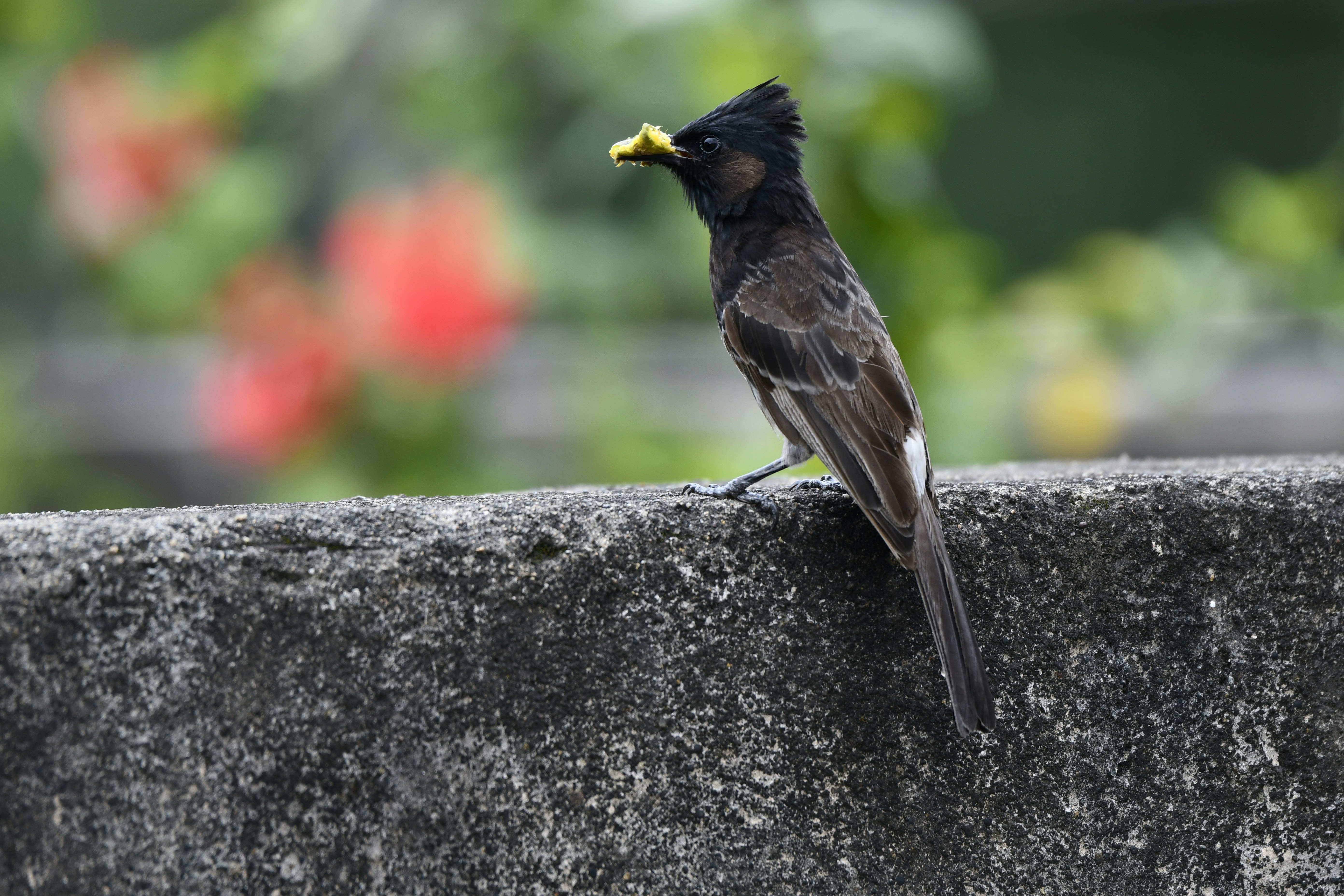 Perched in Focus: A Crested Black Bird with a Crumb on a Weathered Ledge