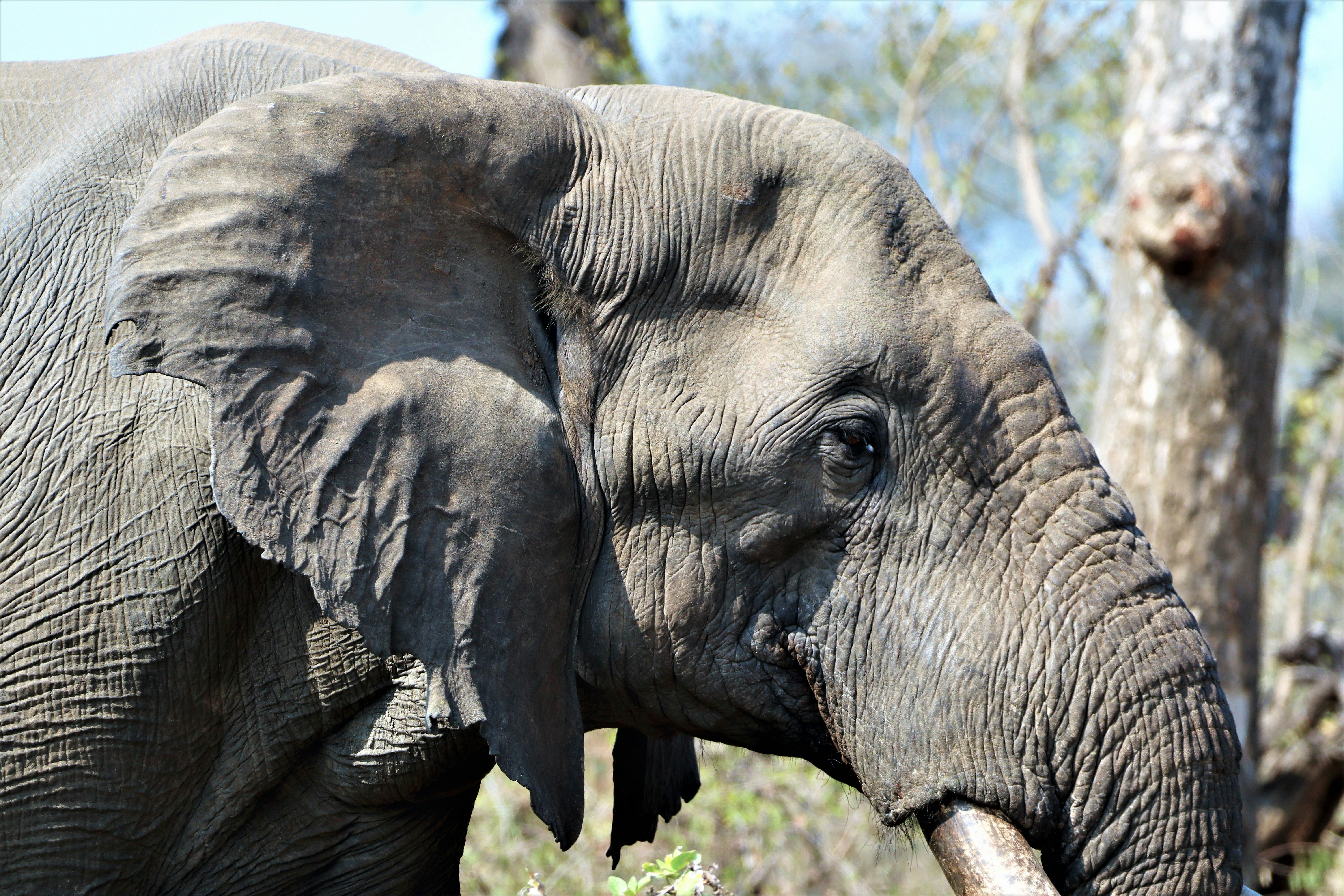 Foto Un elefante con colmillos – Imagen Parque Nacional Kruger gratis ...