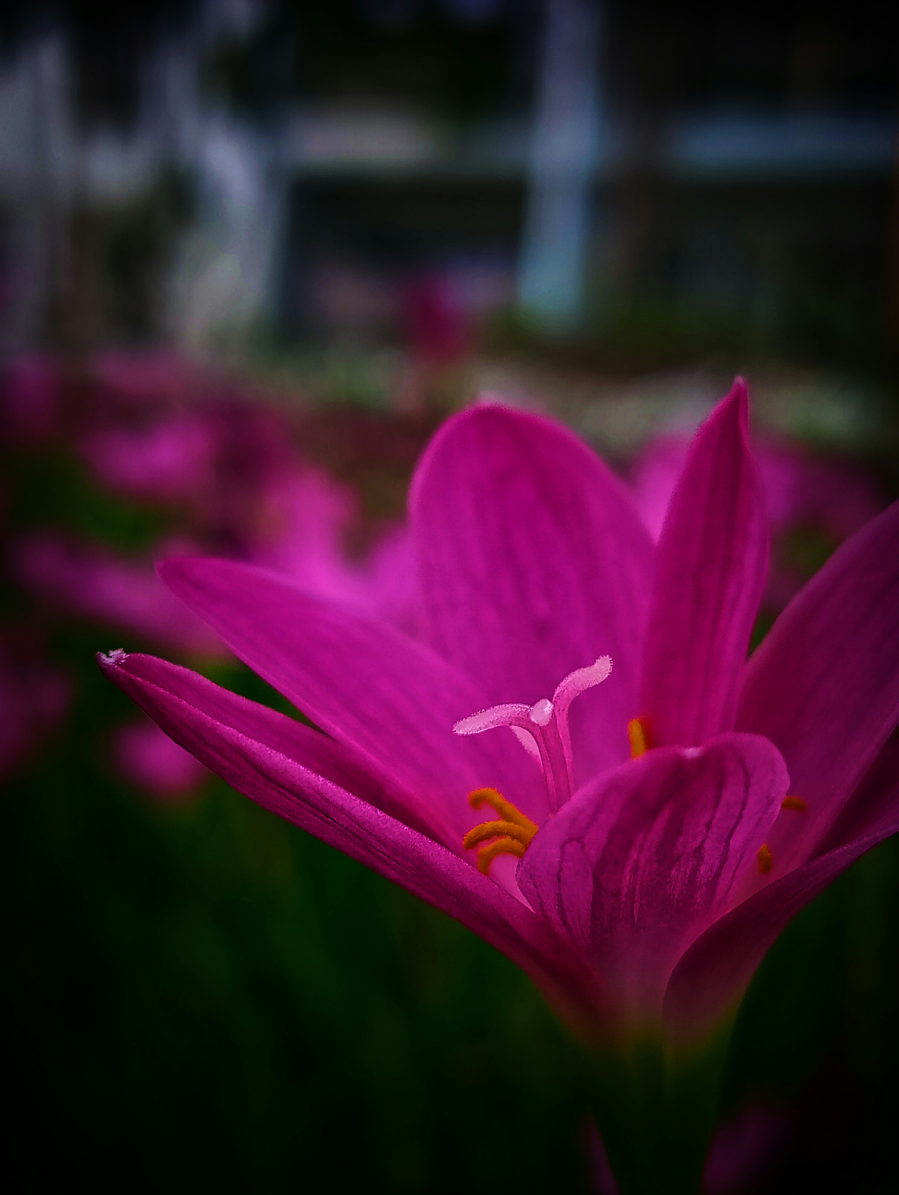 Vijay Raghavan (@vijayraghavan) | Komunitas Foto Unsplash