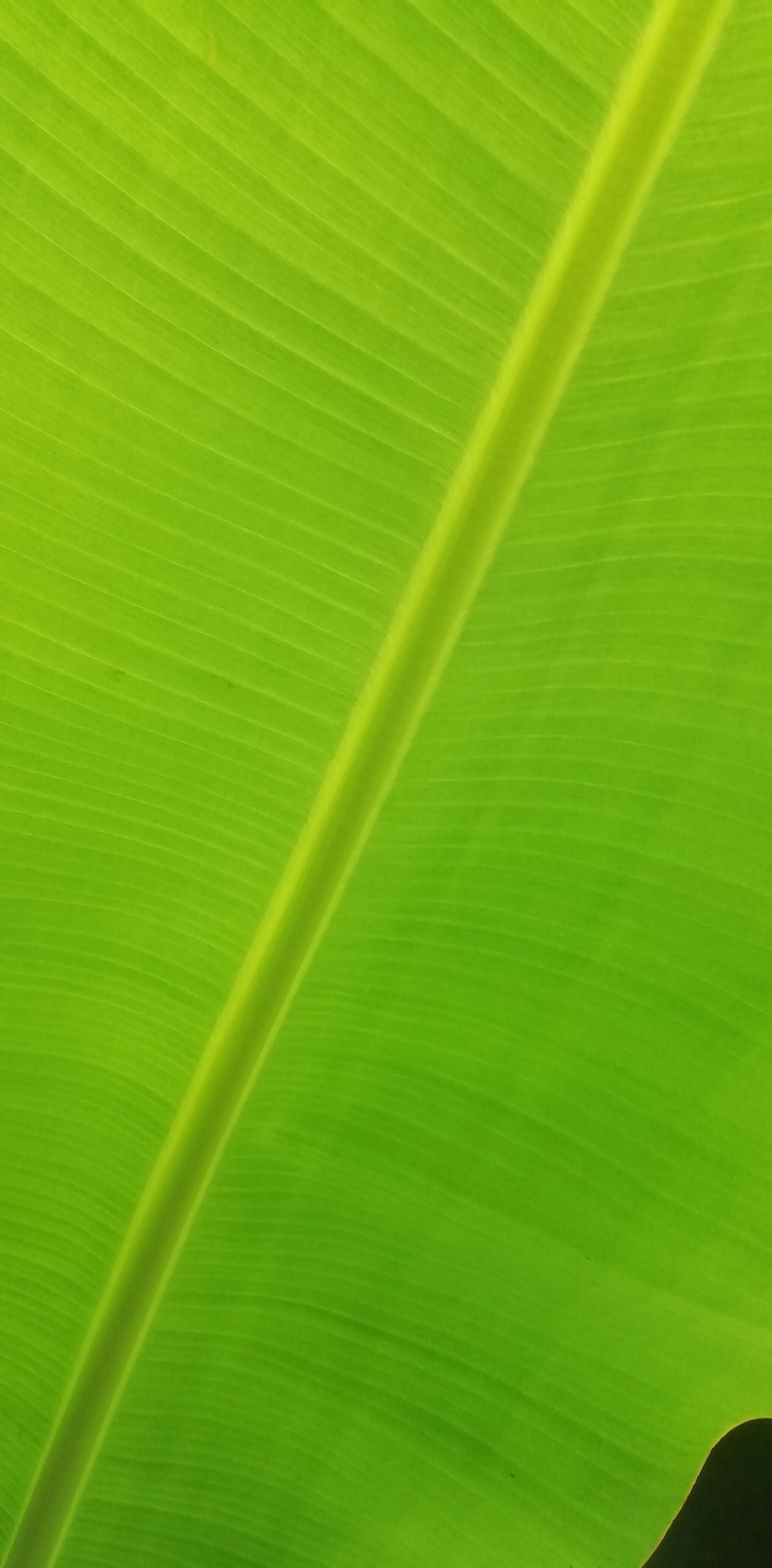 Close-up of a vibrant green leaf highlighting a prominent central vein and fine venation, emphasizing texture and color.