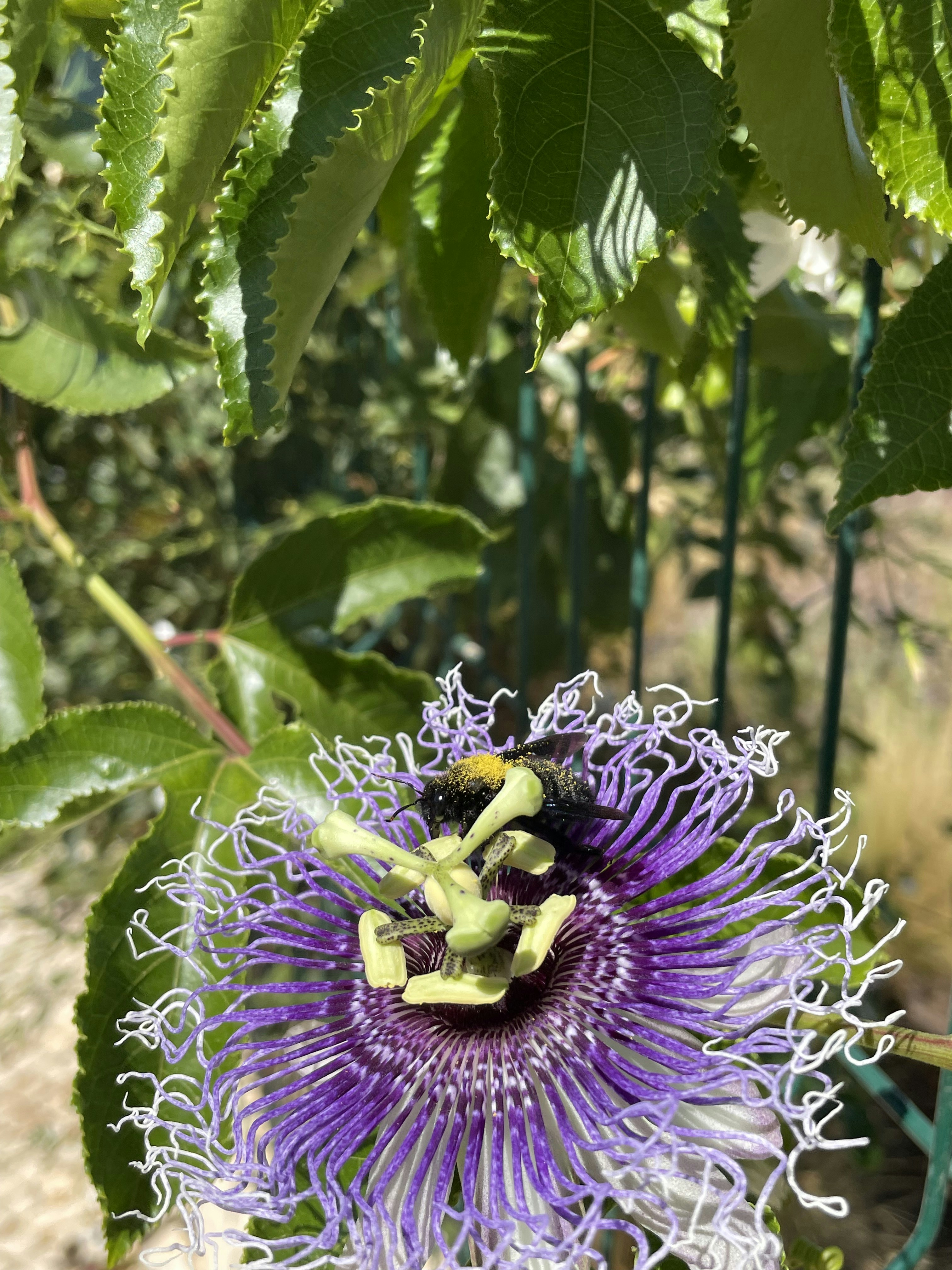 Une fleur pourpre aux feuilles vertes photo – Image gratuite de Vert ...