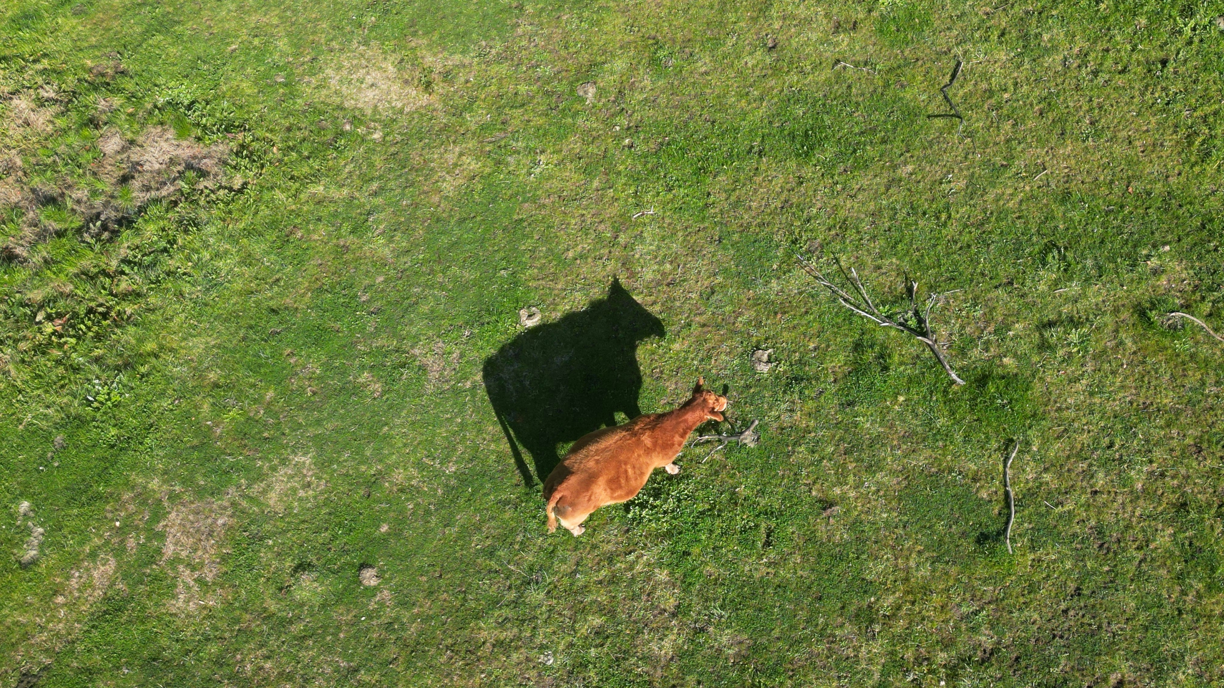 A single cow in a green paddock