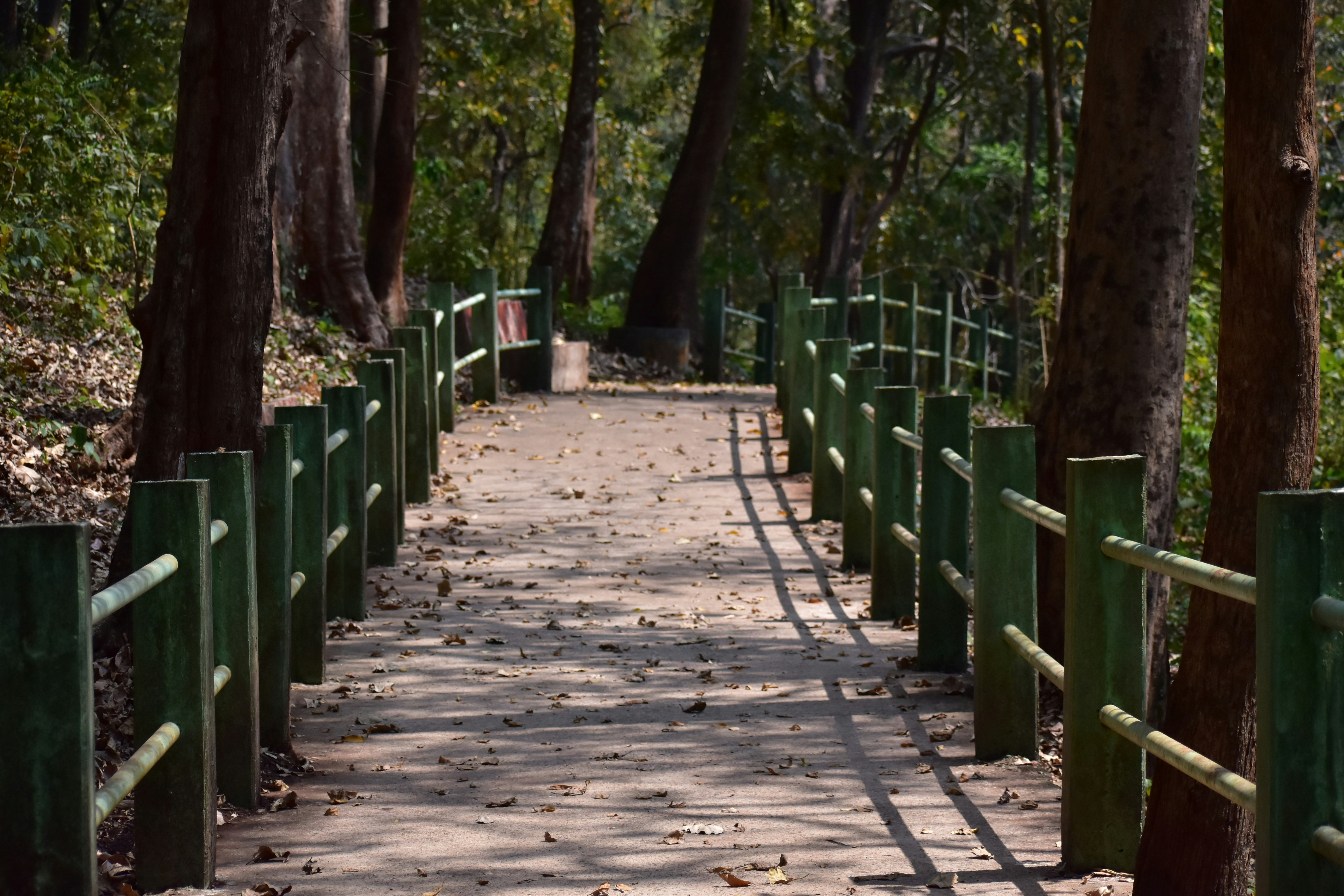 A wooden bridge in the woods photo – Free Balagar Image on Unsplash