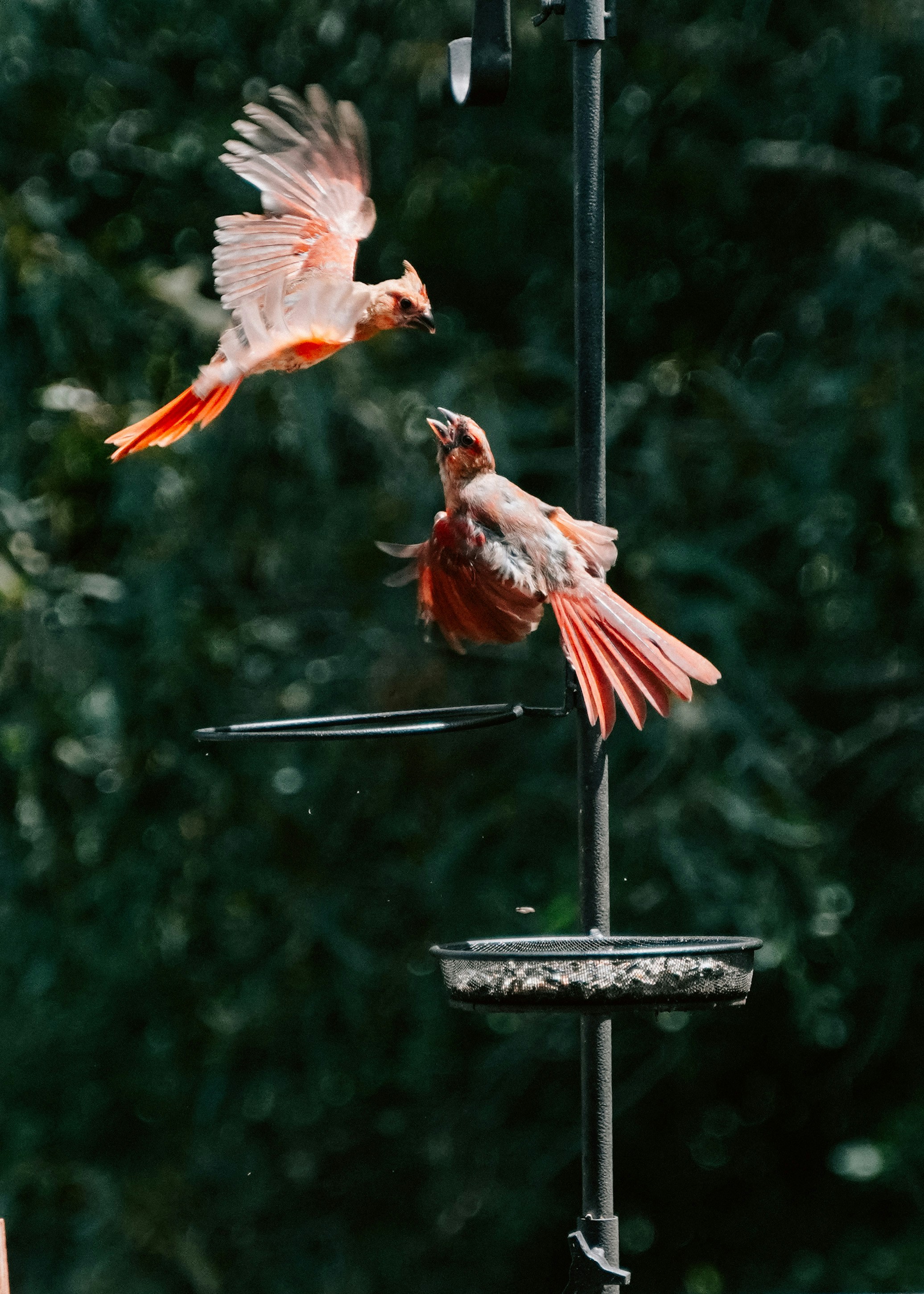 Wingbeat Collision at the Feeder: Red Cardinals in a Mid-Flight Moment