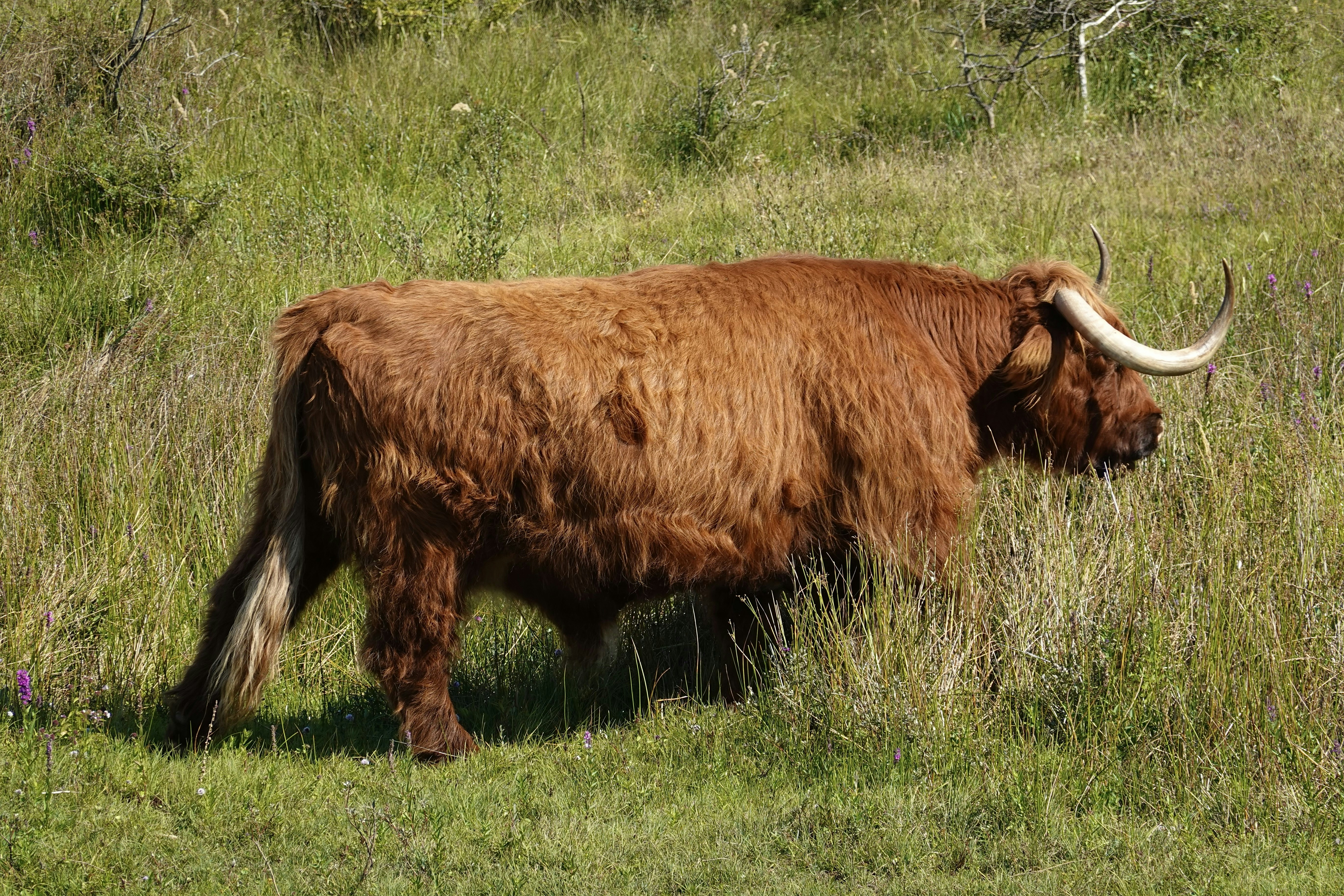 Un grand yak brun dans un champ herbeux photo – Photo Brun Gratuite sur ...