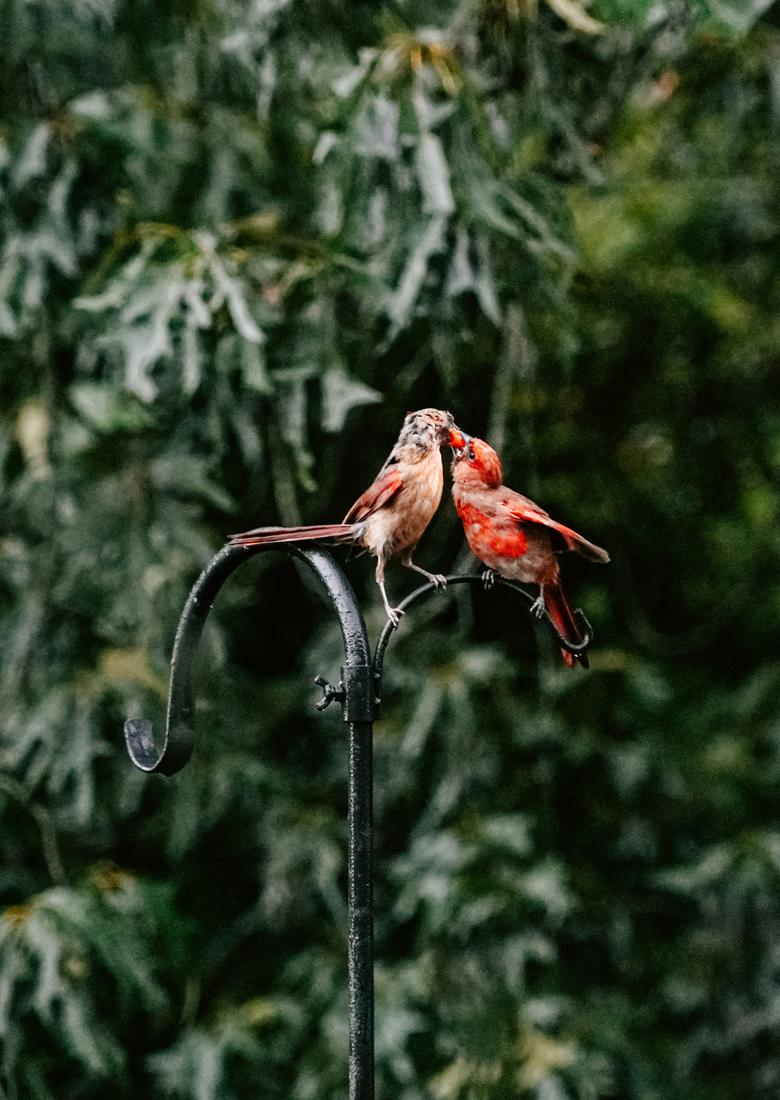 Female Cardinal feeding a juvenile cardinal