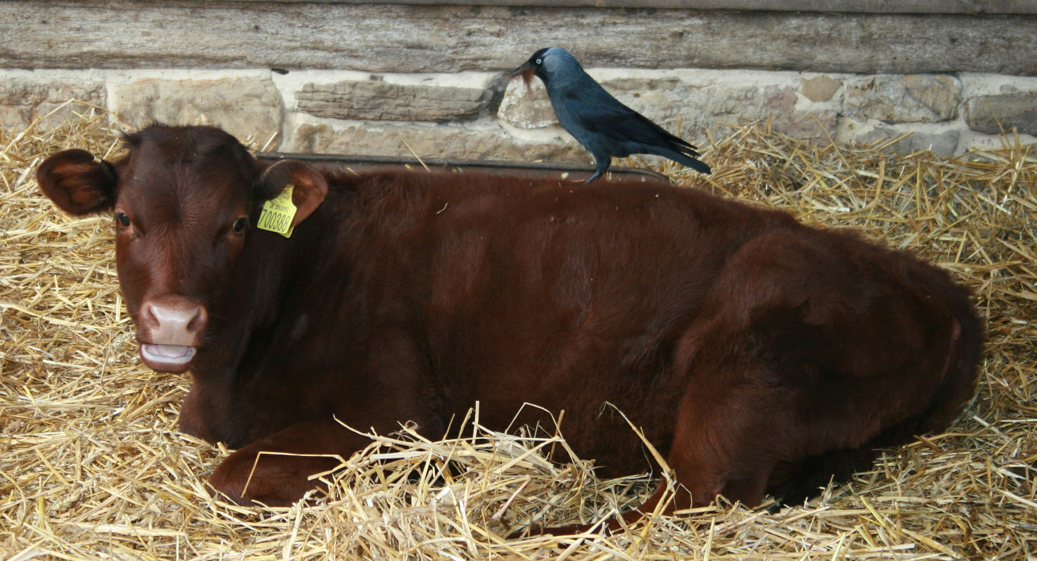 A bird sitting on a cow photo – Free Animal Image on Unsplash