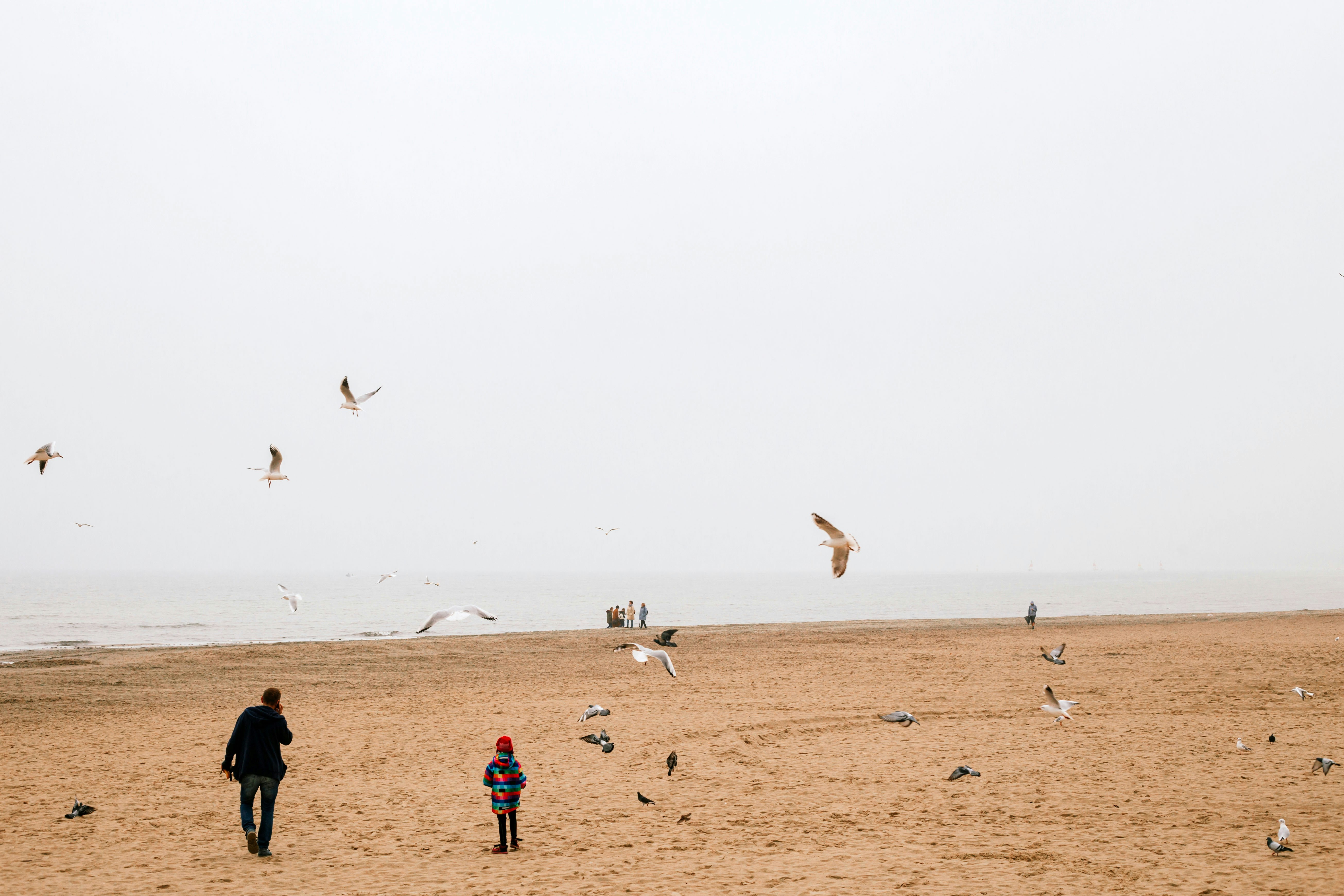 Foto zum Thema Menschen, die Drachen am Strand steigen lassen ...