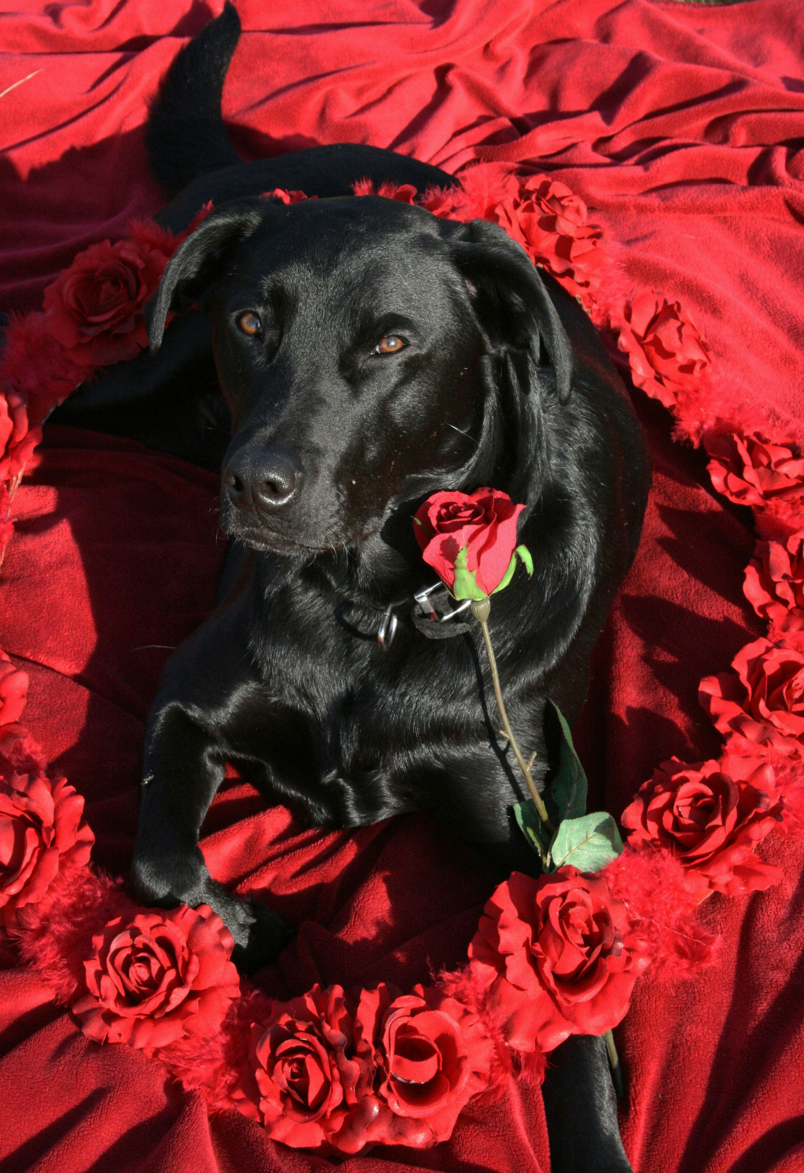 Beautiful Brodie, black labrador dog - red roses, valentines