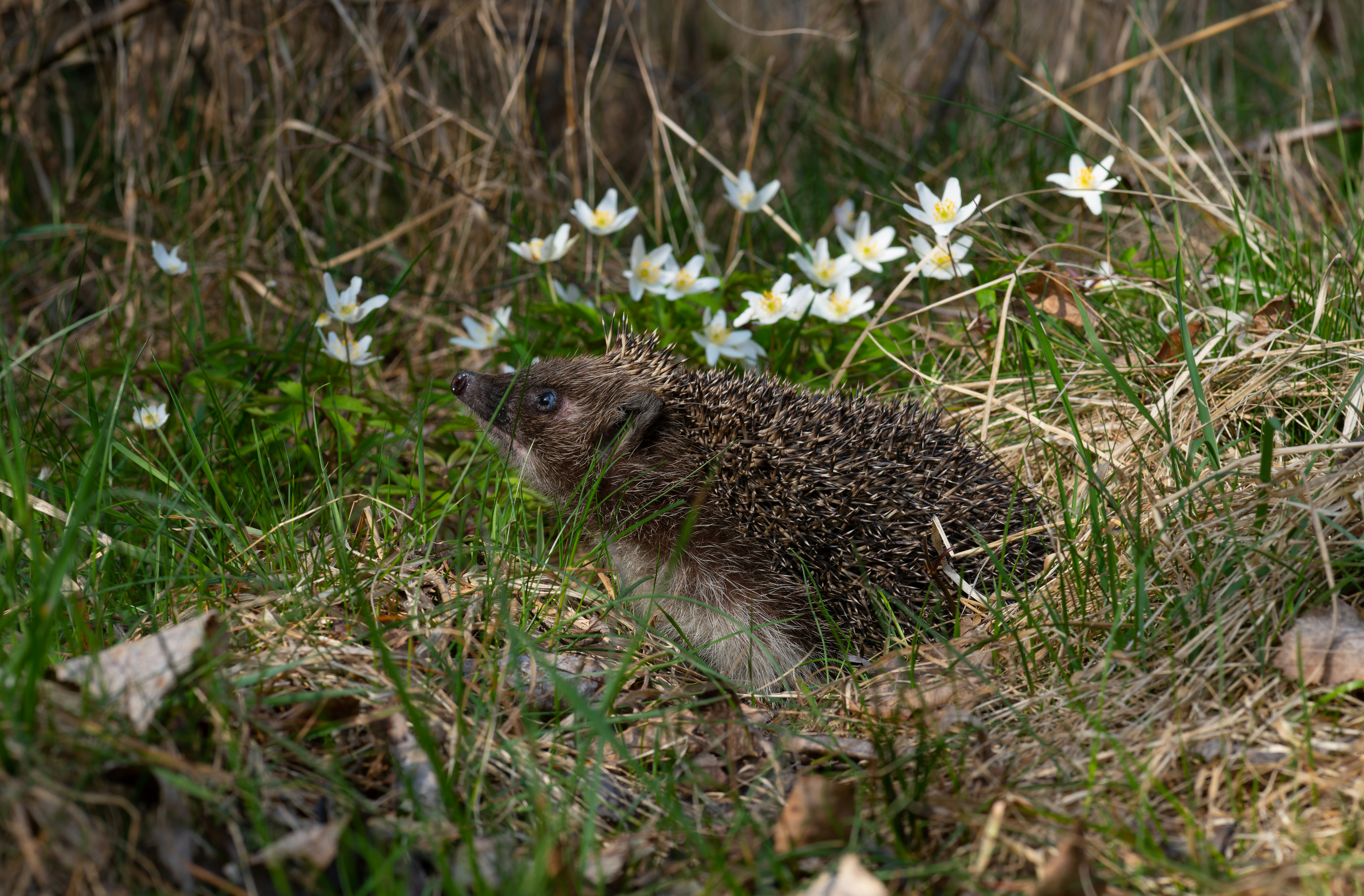 Northern white-breasted hedgehog in the forest.