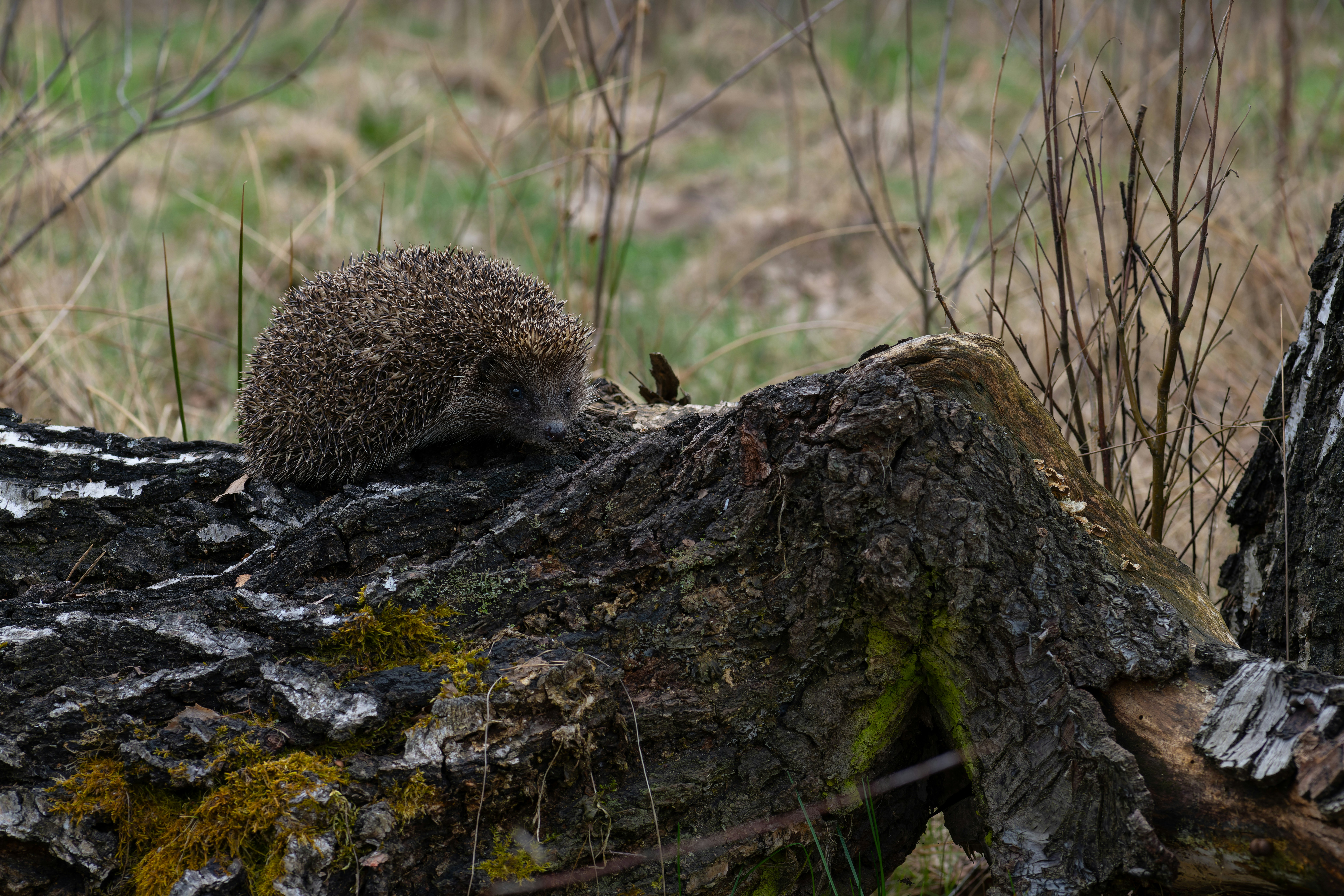 A small animal on a log photo – Free Tree Image on Unsplash
