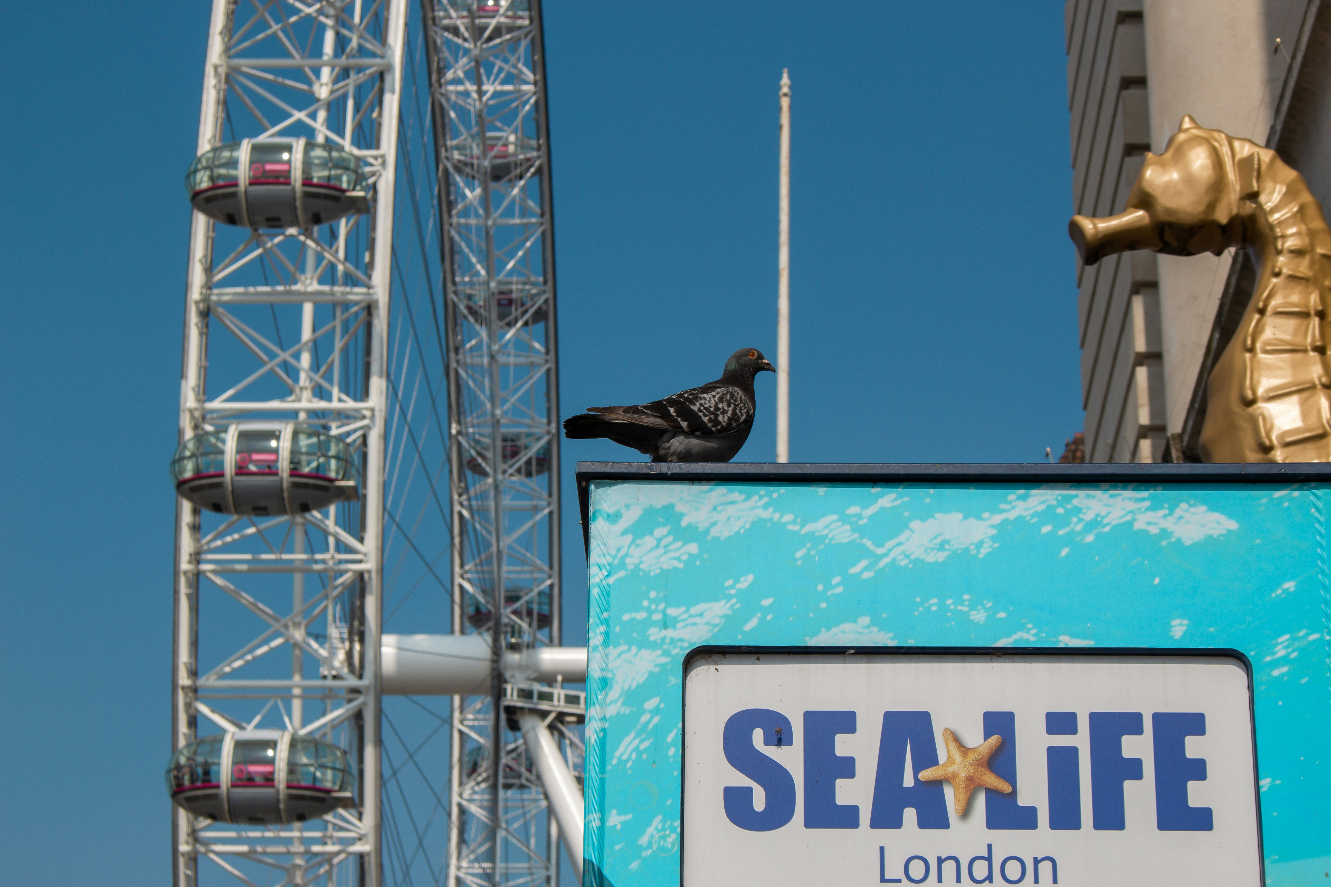 Perch Above the Sea Life Sign: Pigeon with the London Eye Backdrop