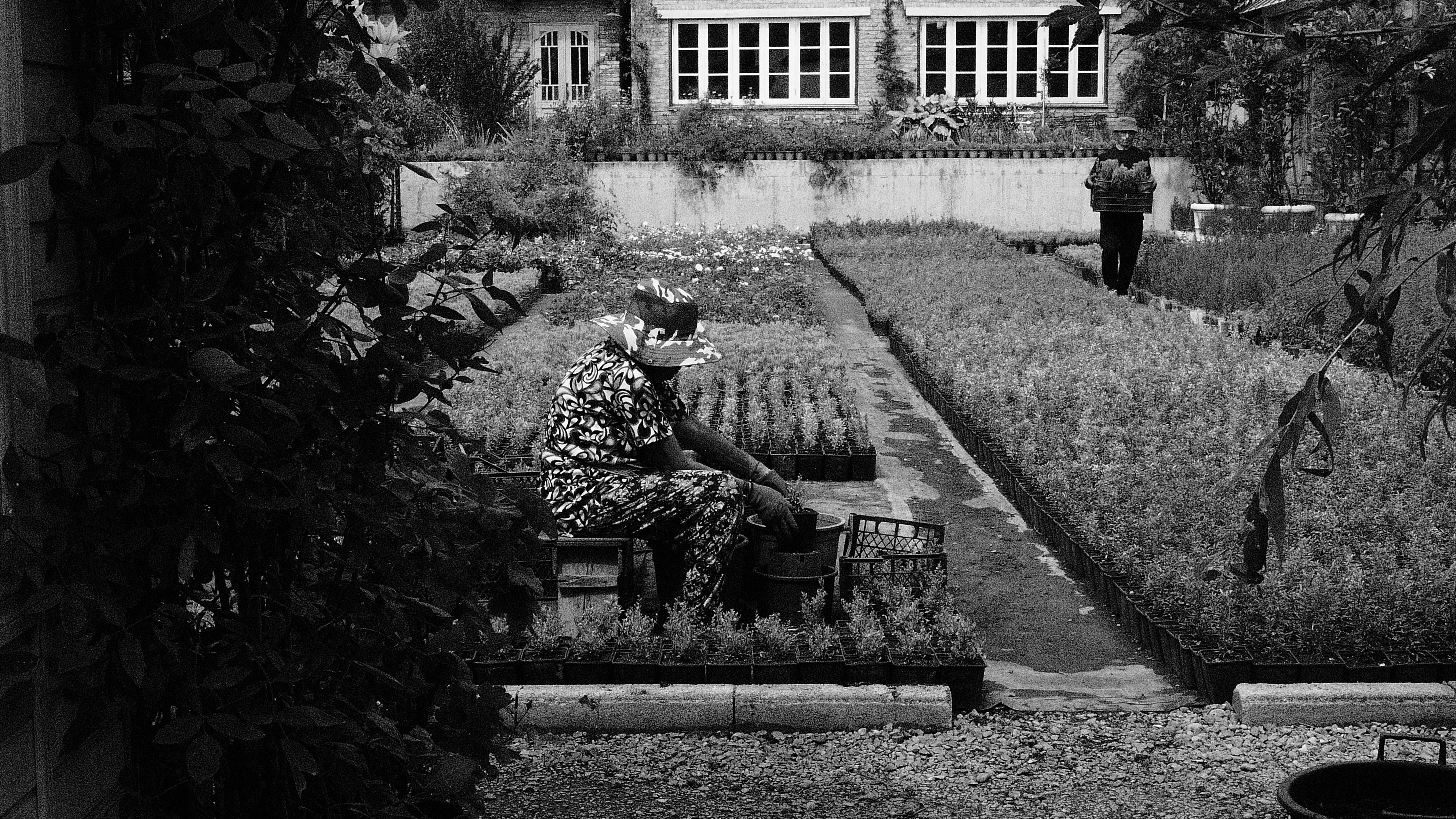 Labor in the Overgrown Courtyard
