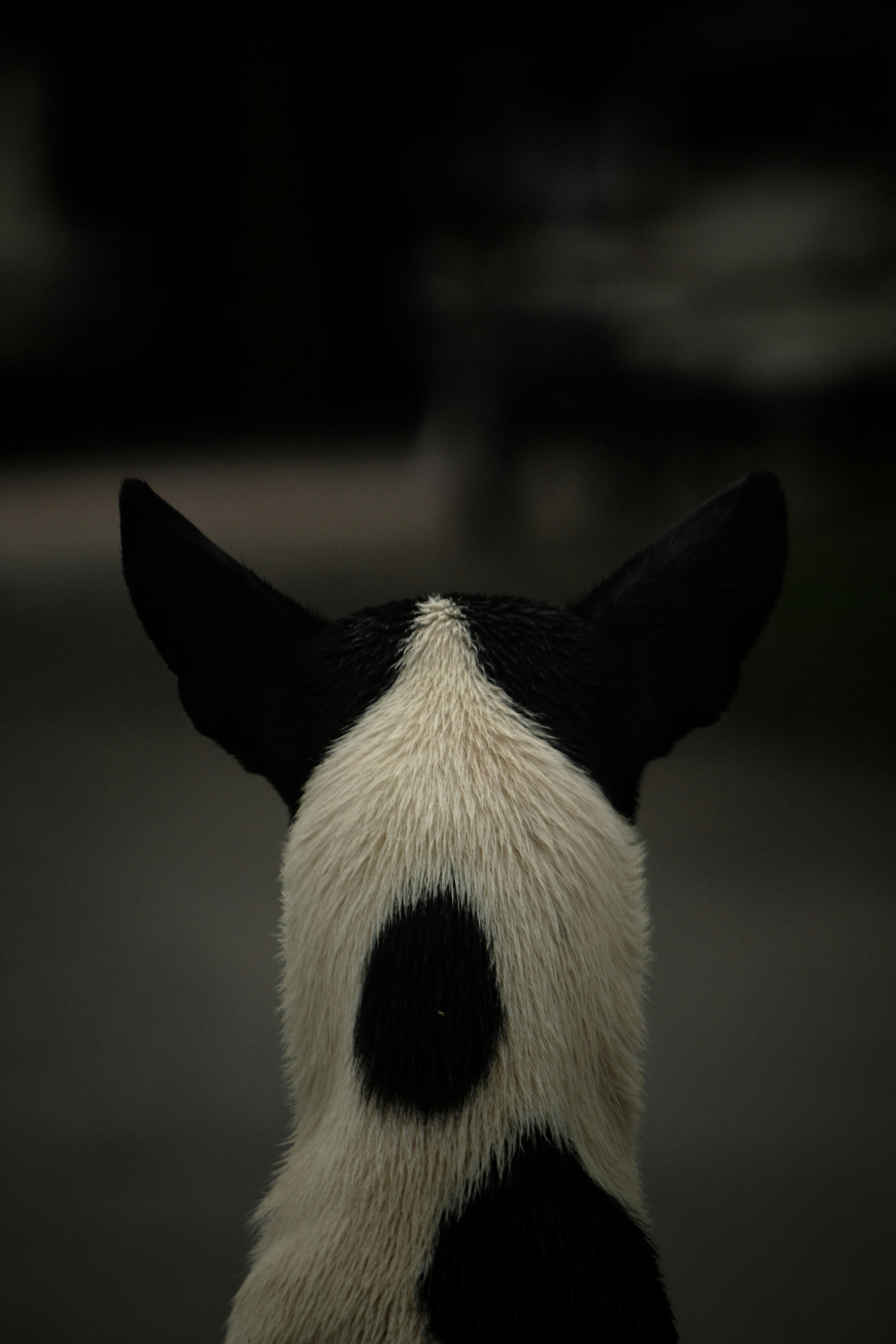 Back view of a dog with distinctive black and white fur, focusing on its unique markings against a blurred background.