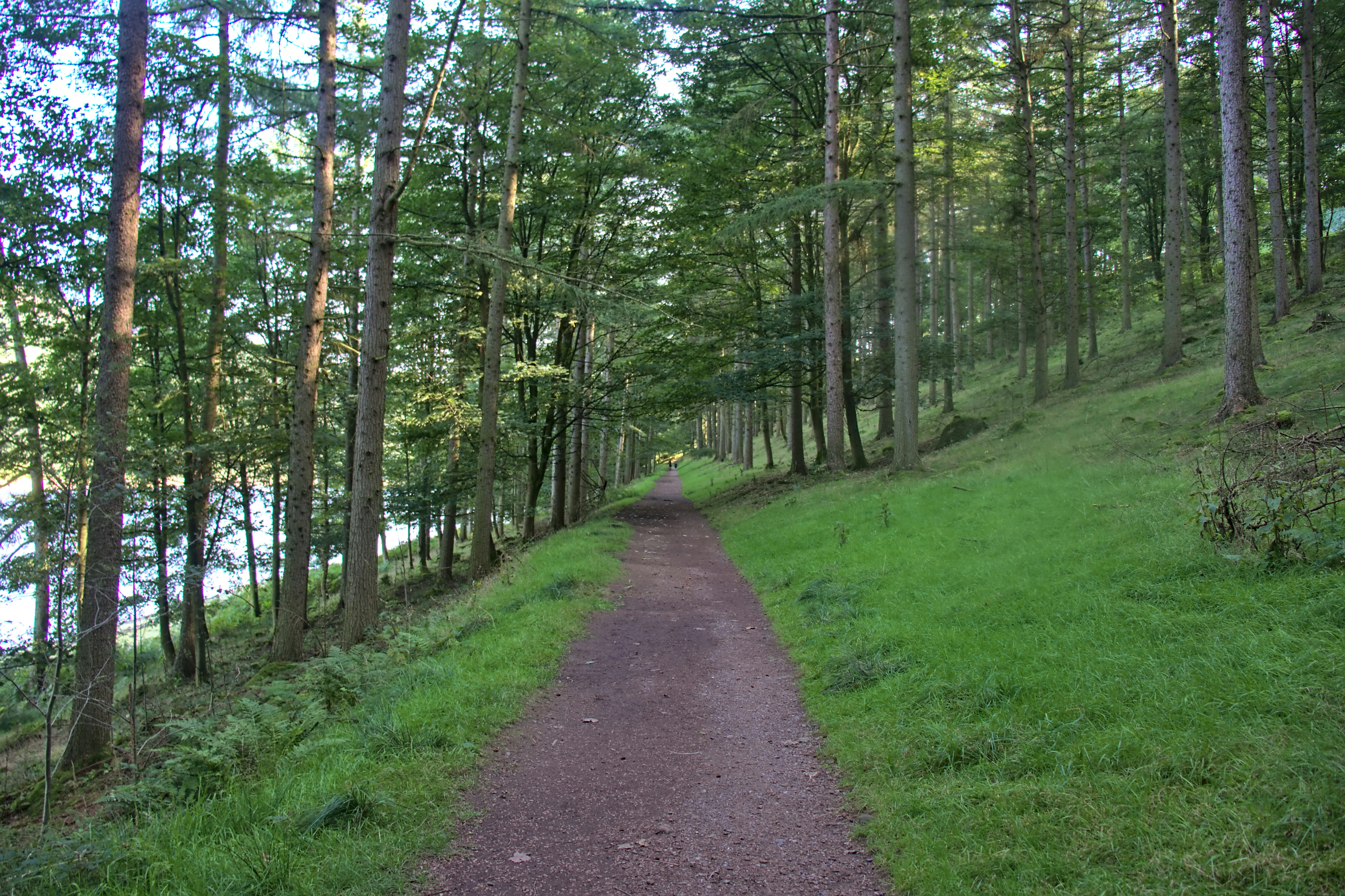 a dirt path through a forest