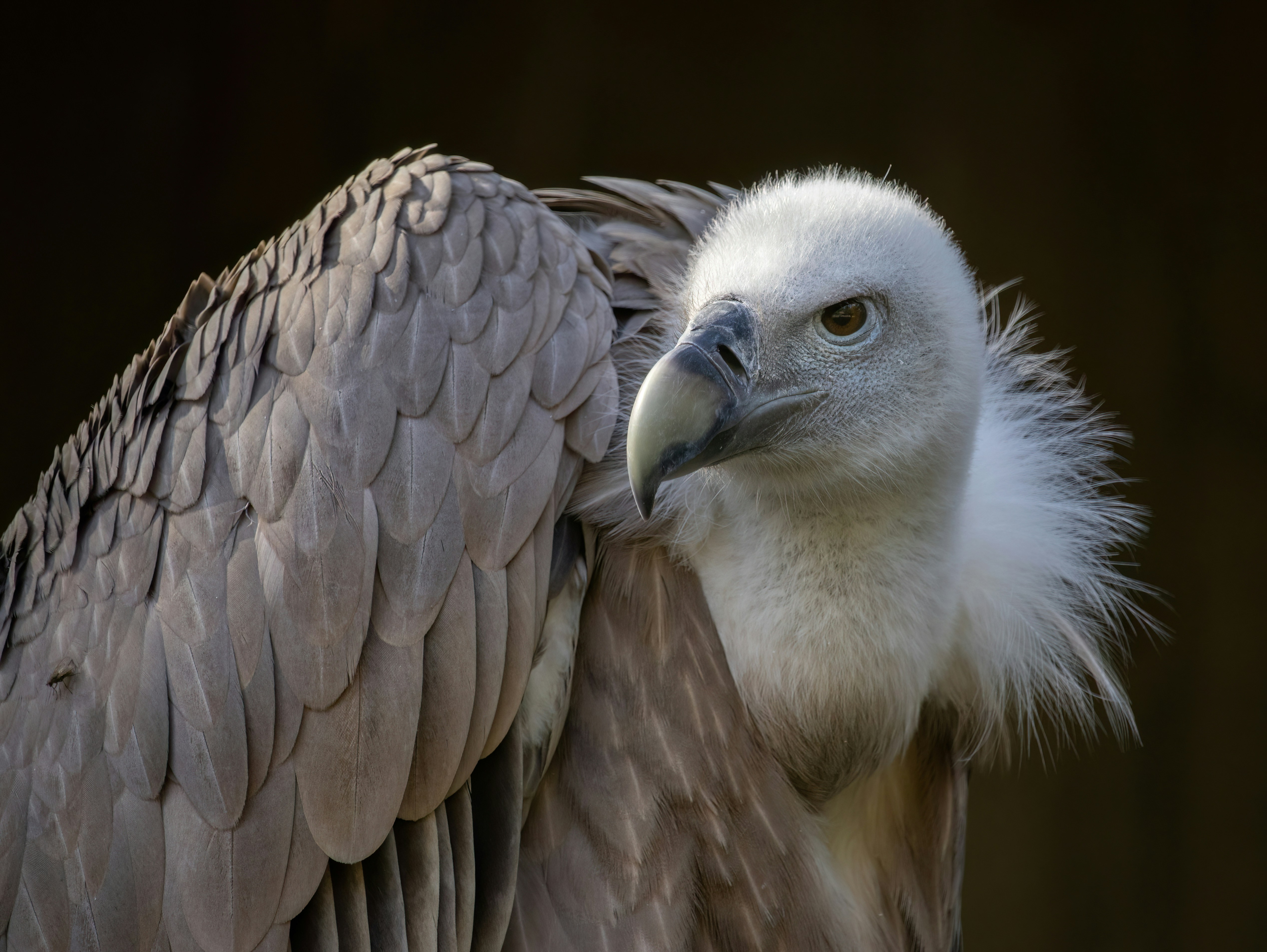 Close-up photograph of a vulture in soft light, highlighting layered feathers and a pale head against a dark background.