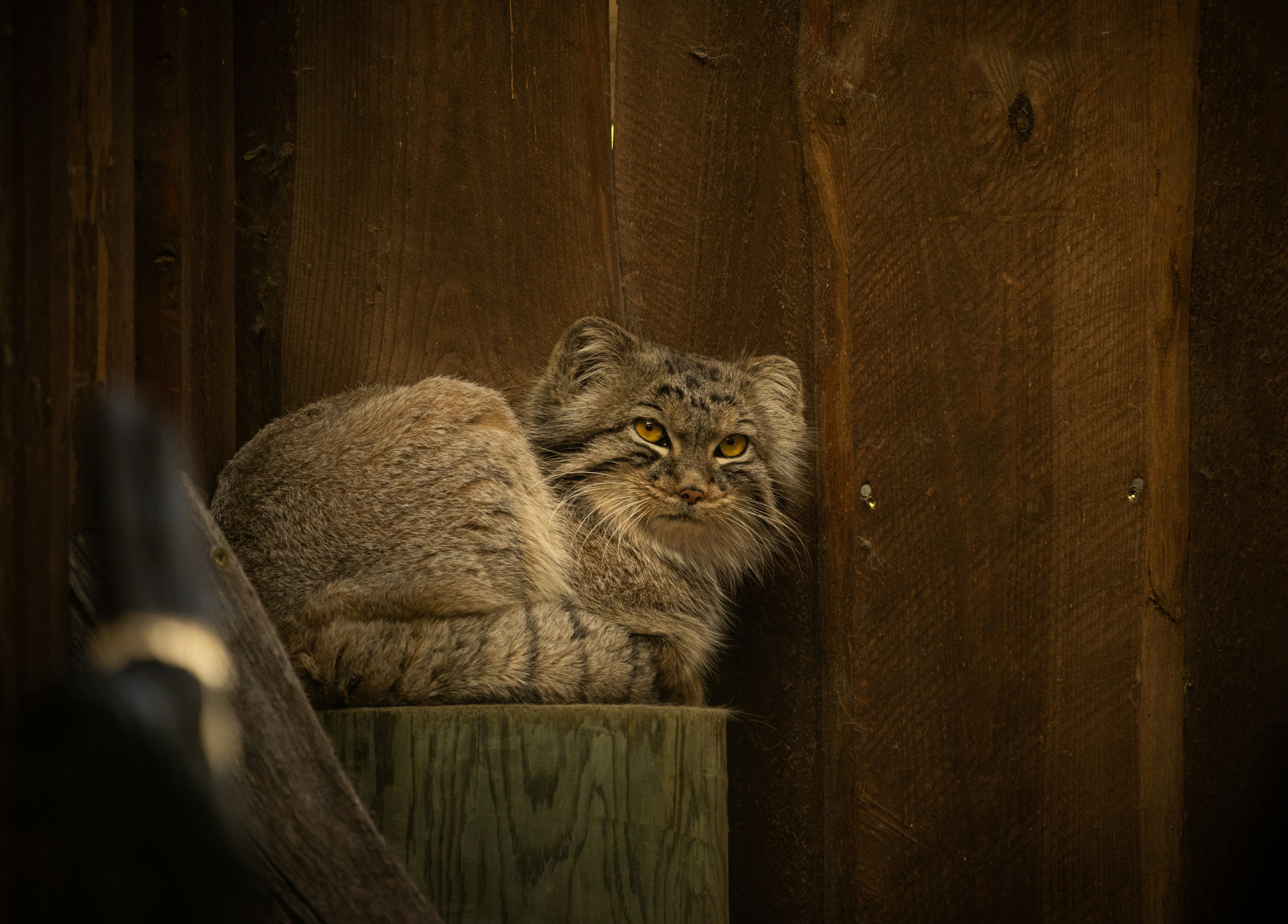 マヌルネコの写真 | Unsplashで無料写真をダウンロードする