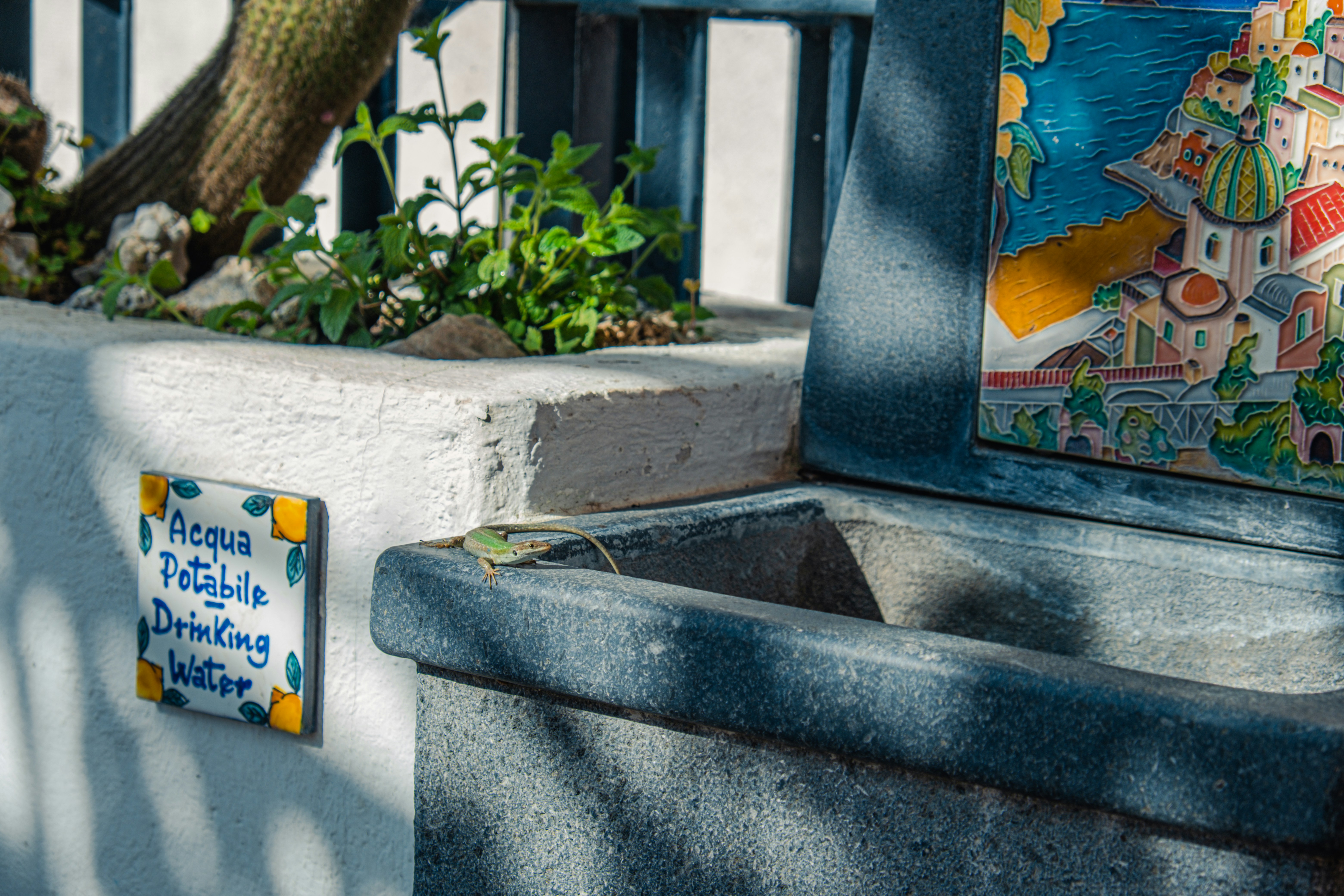 Ceramic tile artwork and plant in sunlight on a village wall.