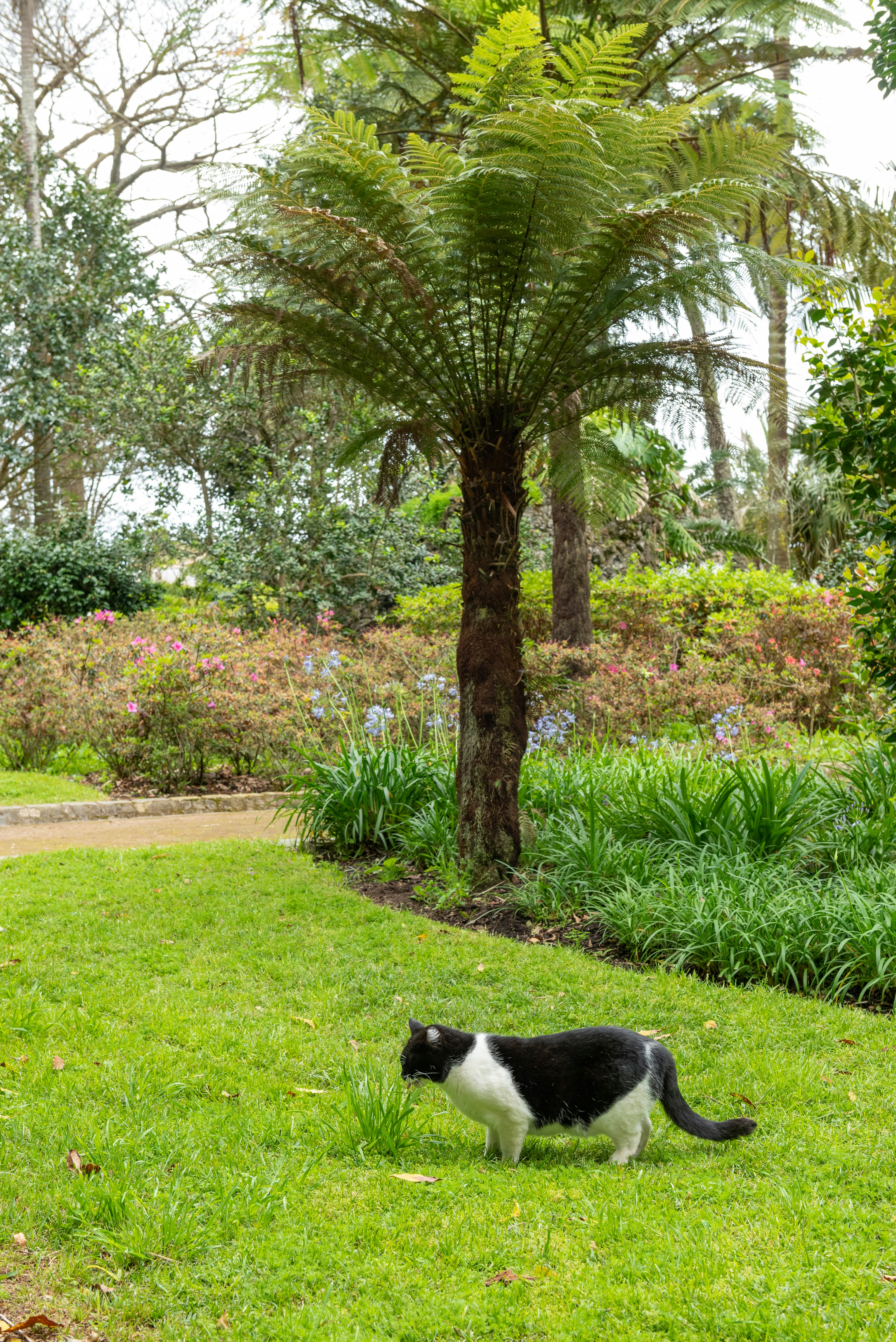 Lawnbound Prowl: A Black-and-White Cat Among Ferns and Flowerbeds