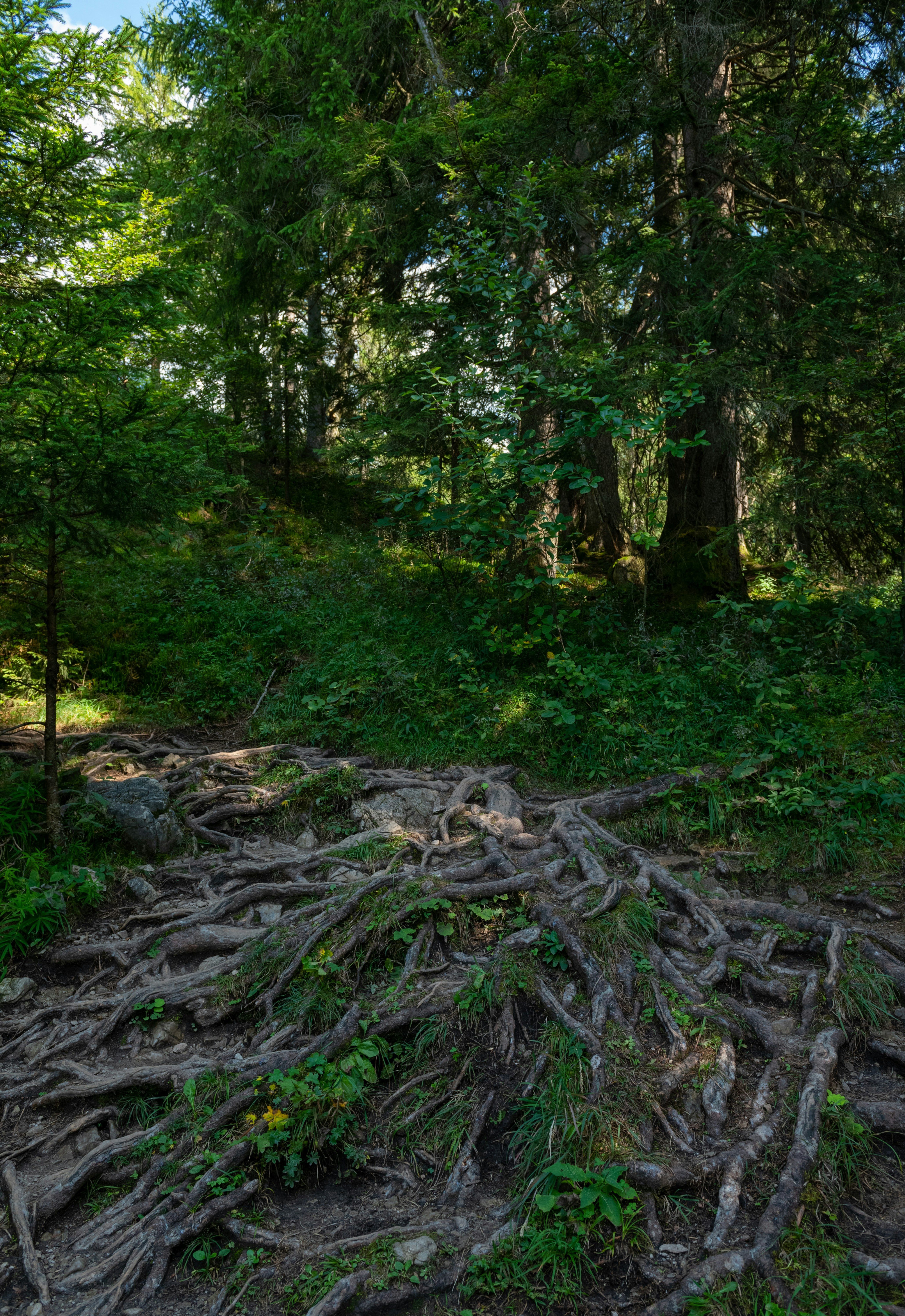 Rootwork in the Forest Floor: Sunlit Tendrils of Old Growth