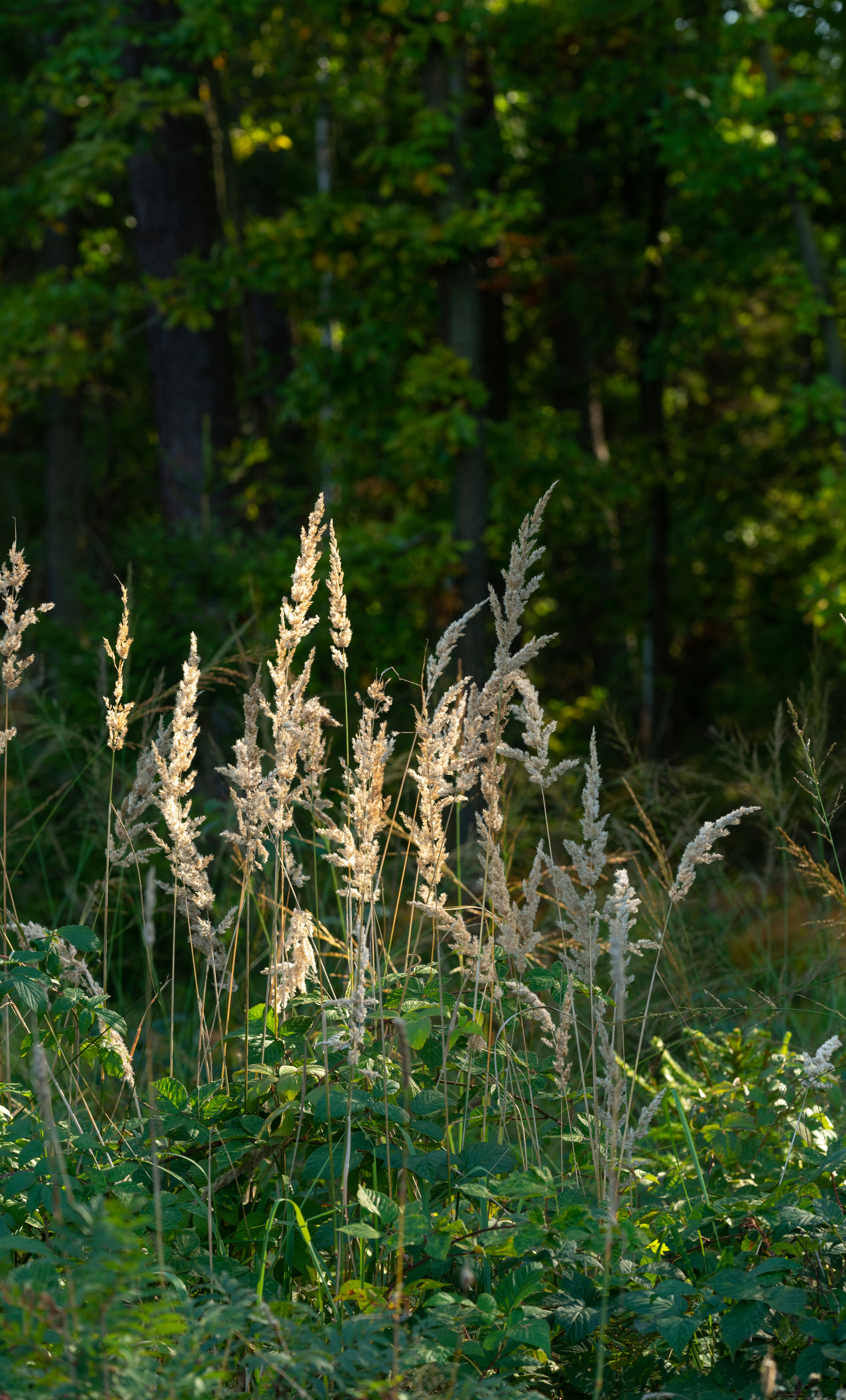 Sunlit Plume Grasses at the Forest Edge