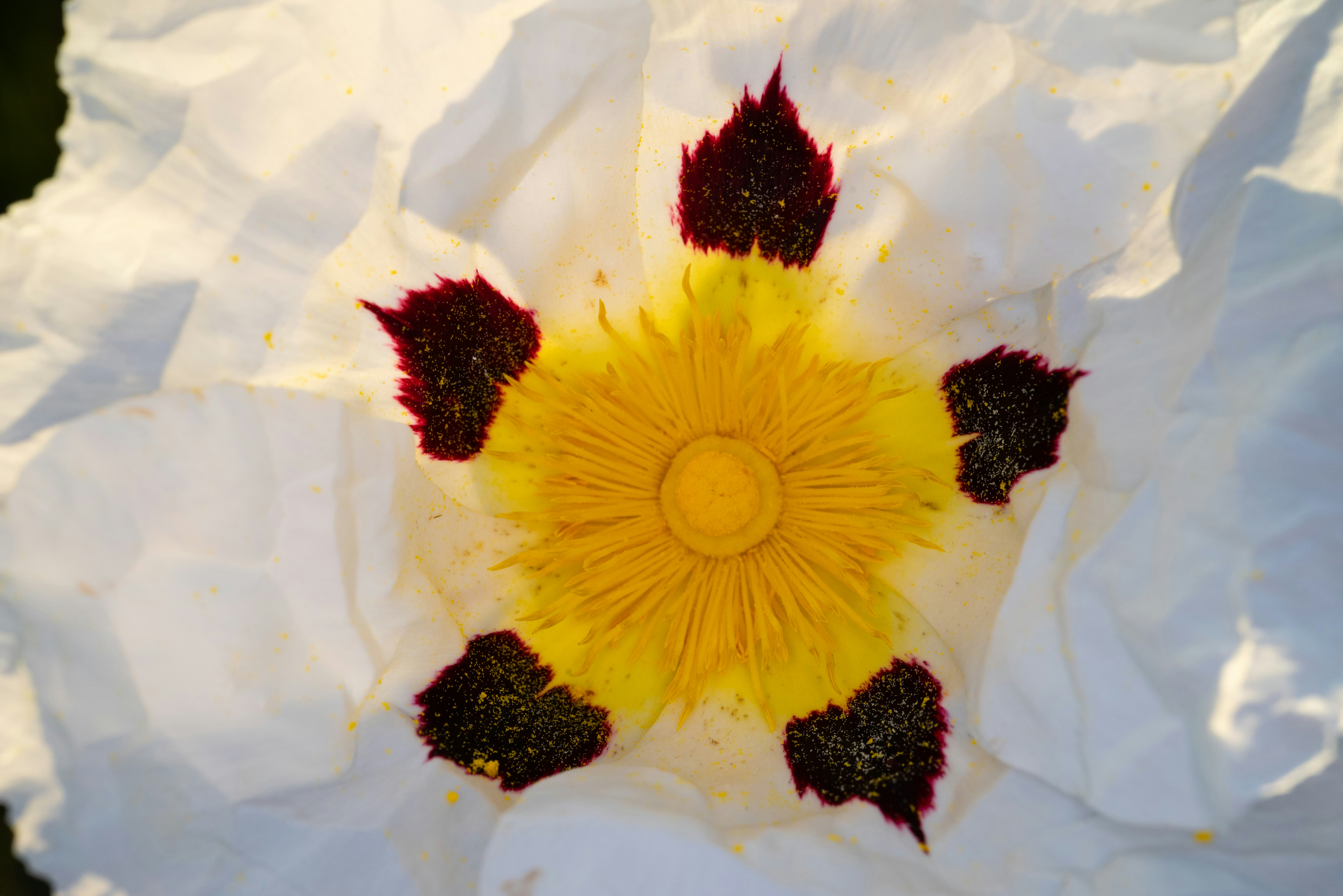 Cistus ladanifer flower. Algarve Portugal.
