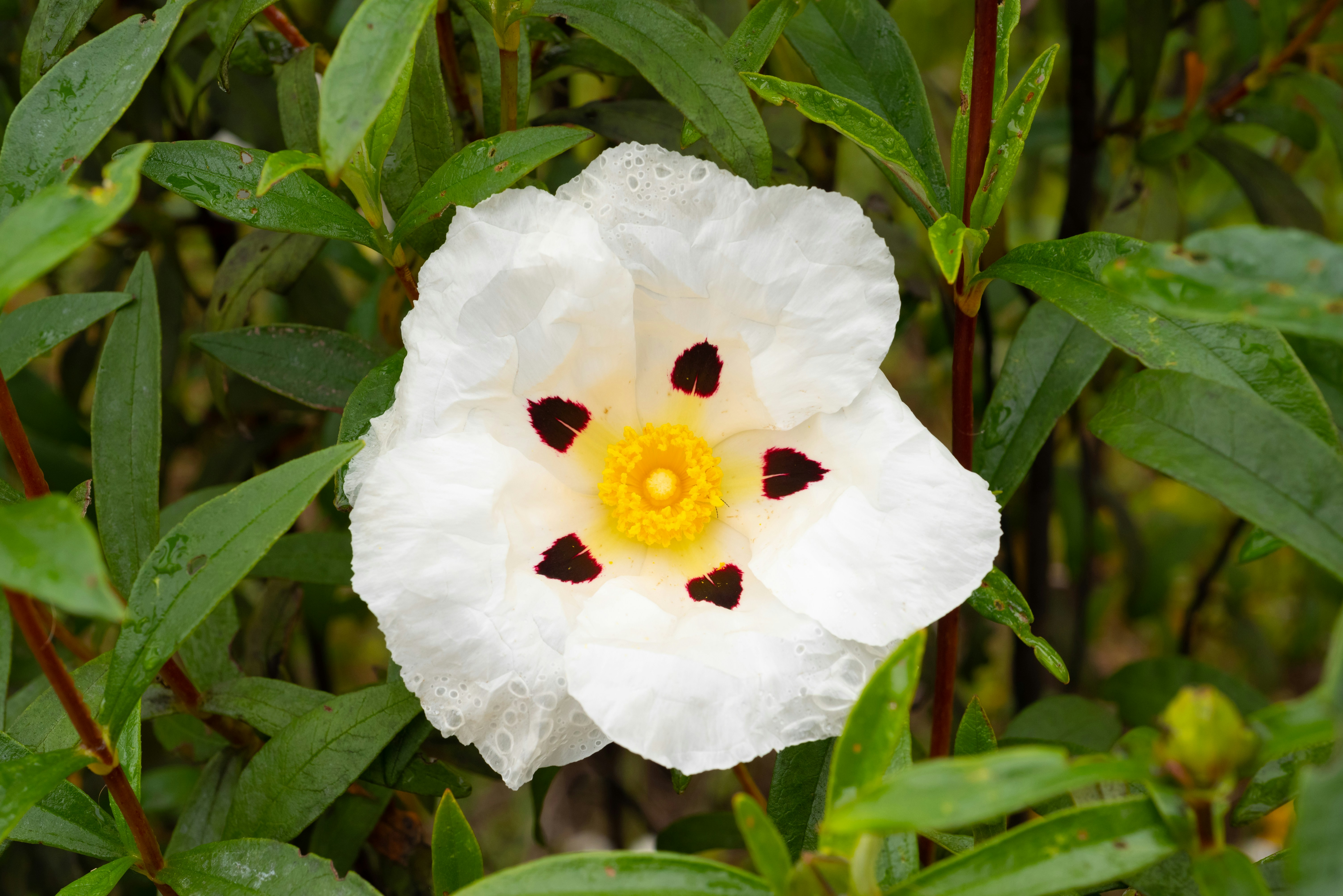 Ivory bloom with five dark specks surrounding a sunlit core