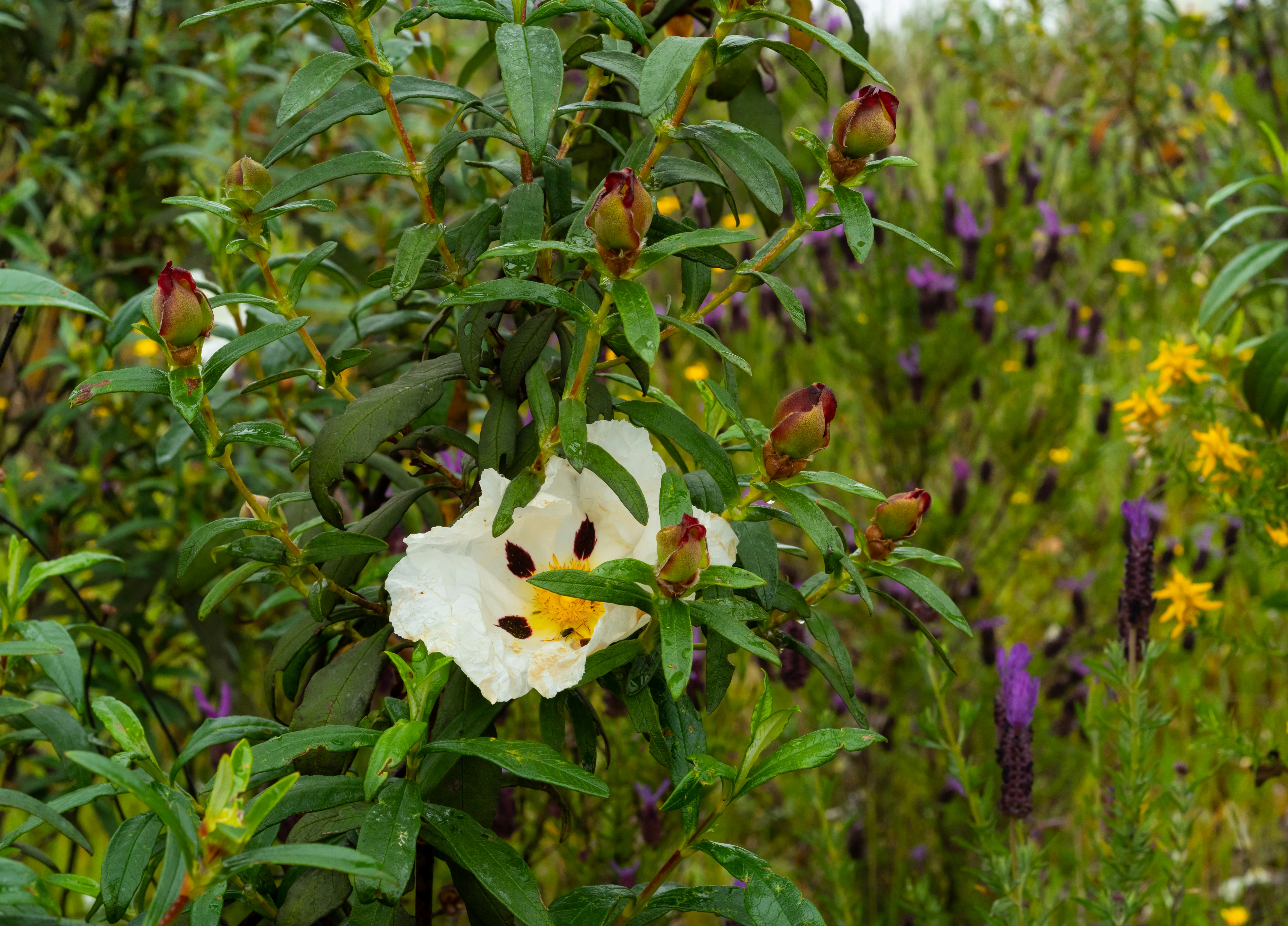 Cistus ladanifer flower. Algarve Portugal.
