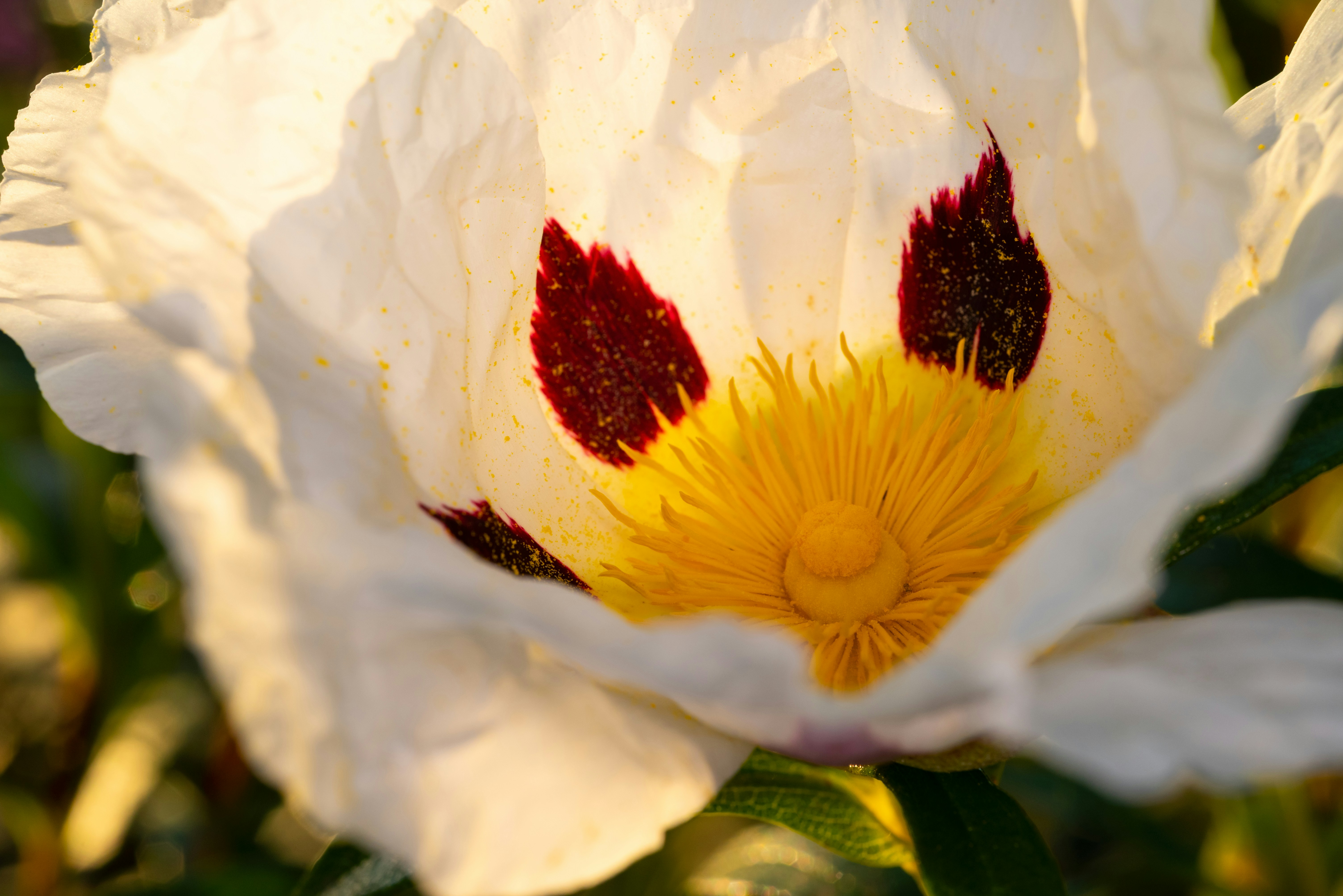 Crimson Patches Spotlight the Golden Core in a White Petal Bloom