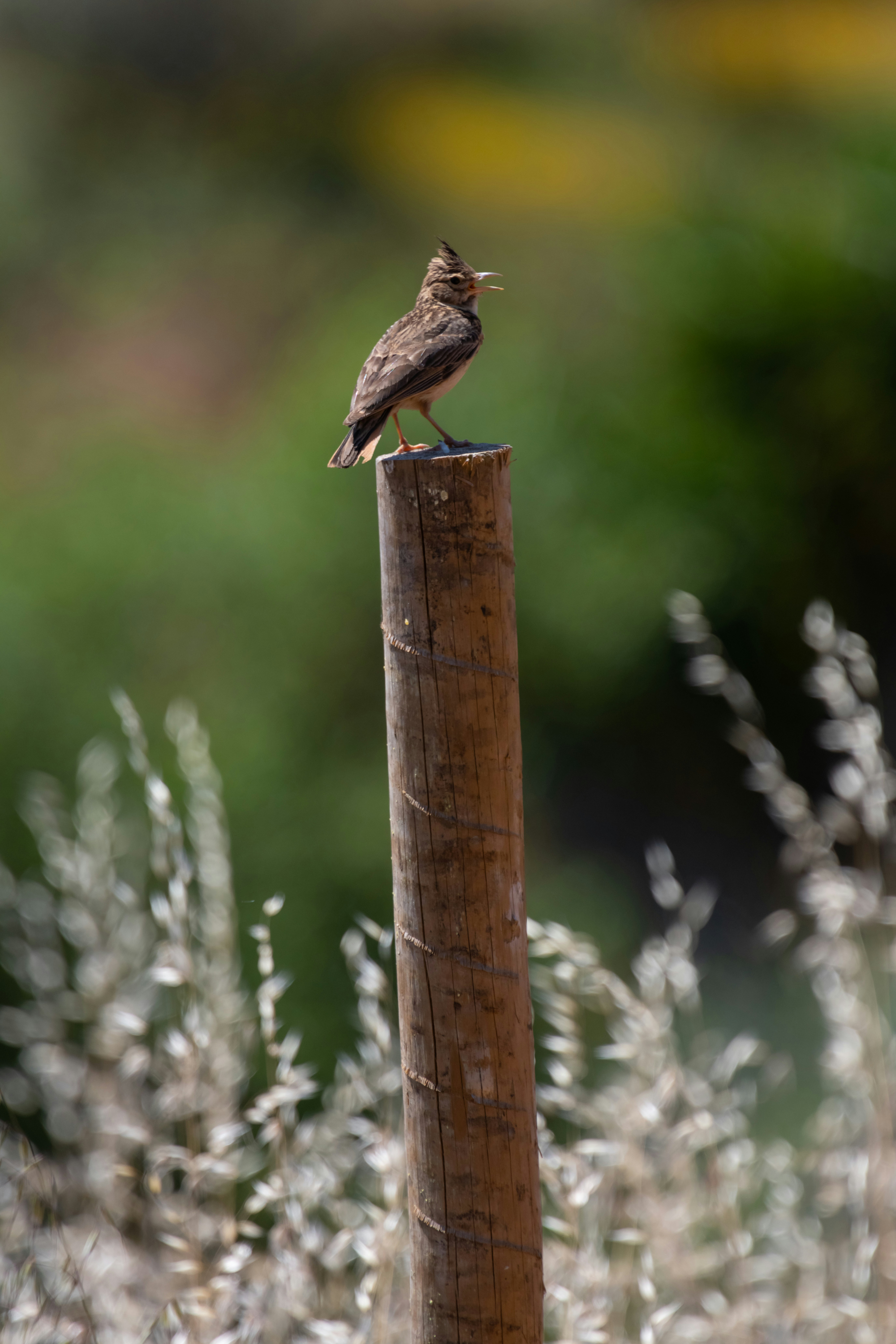 Thekla Lark or Galerida theklae in the evening time. Algarve Portugal.