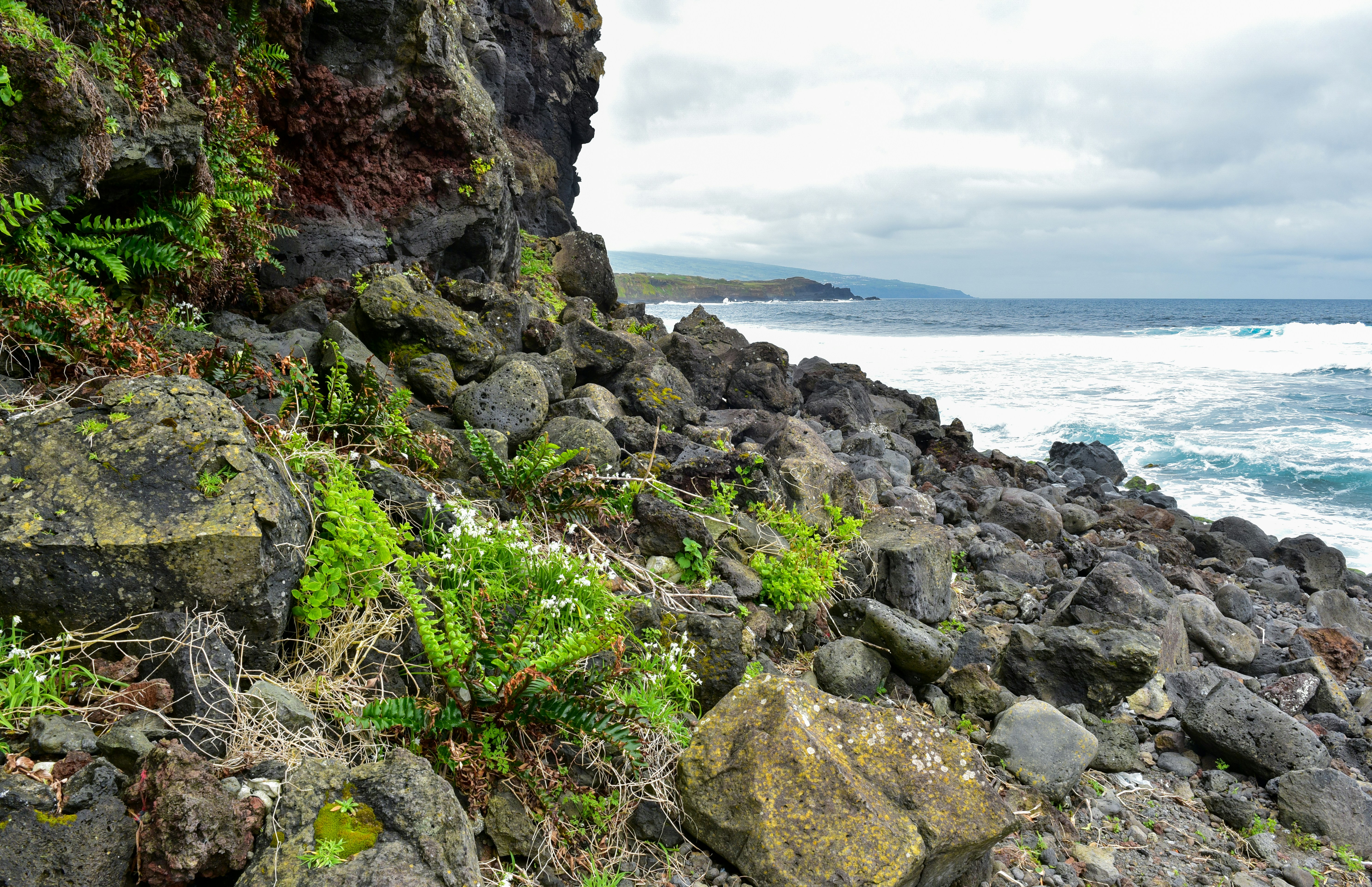 Verdant Armor on a Rugged Lava Shore